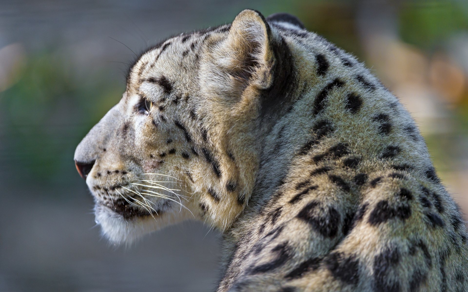 Majestic Snow Leopard HD Wallpaper: The Silent Mountain Ghost ...