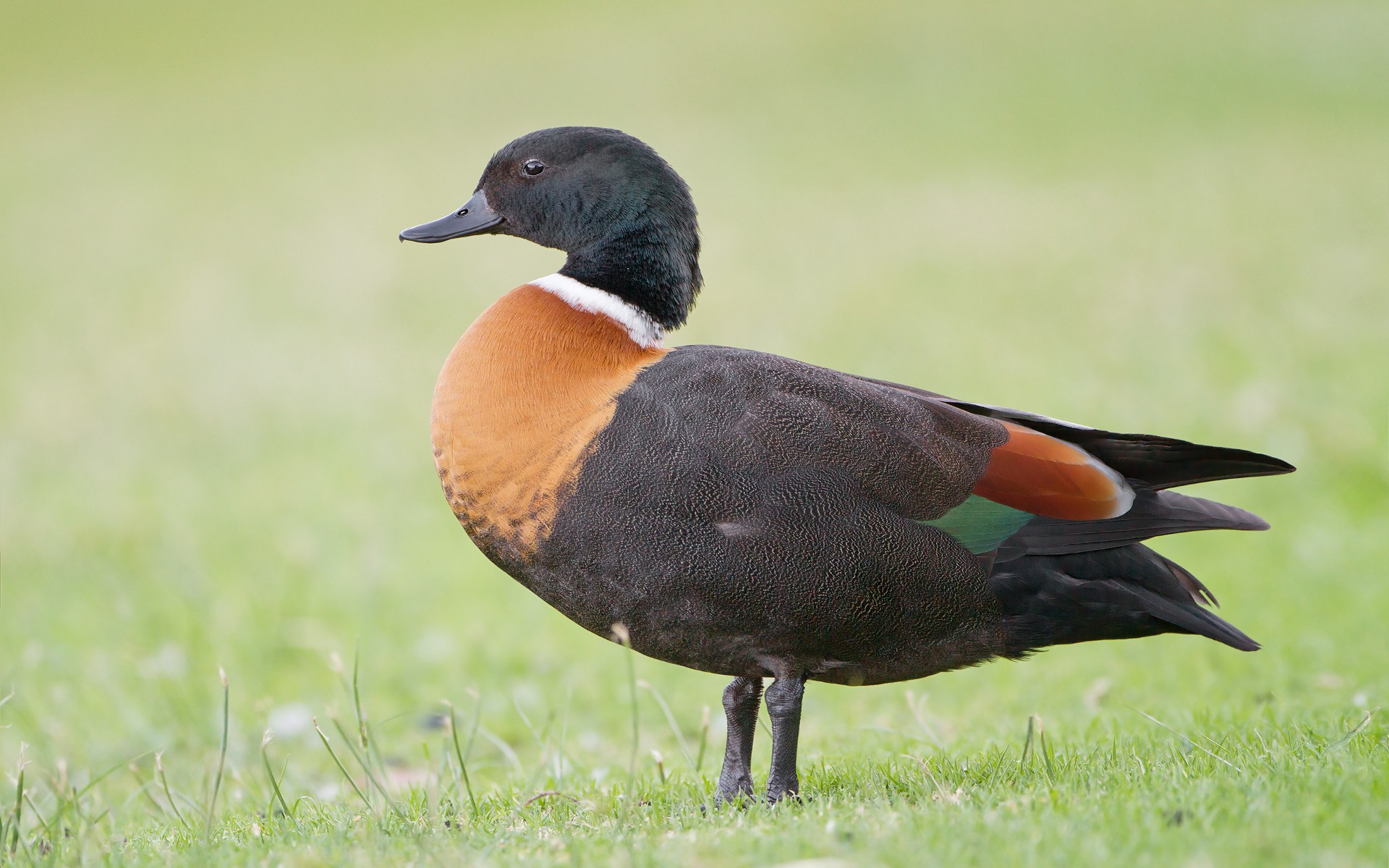 Download Animal Duck HD Wallpaper