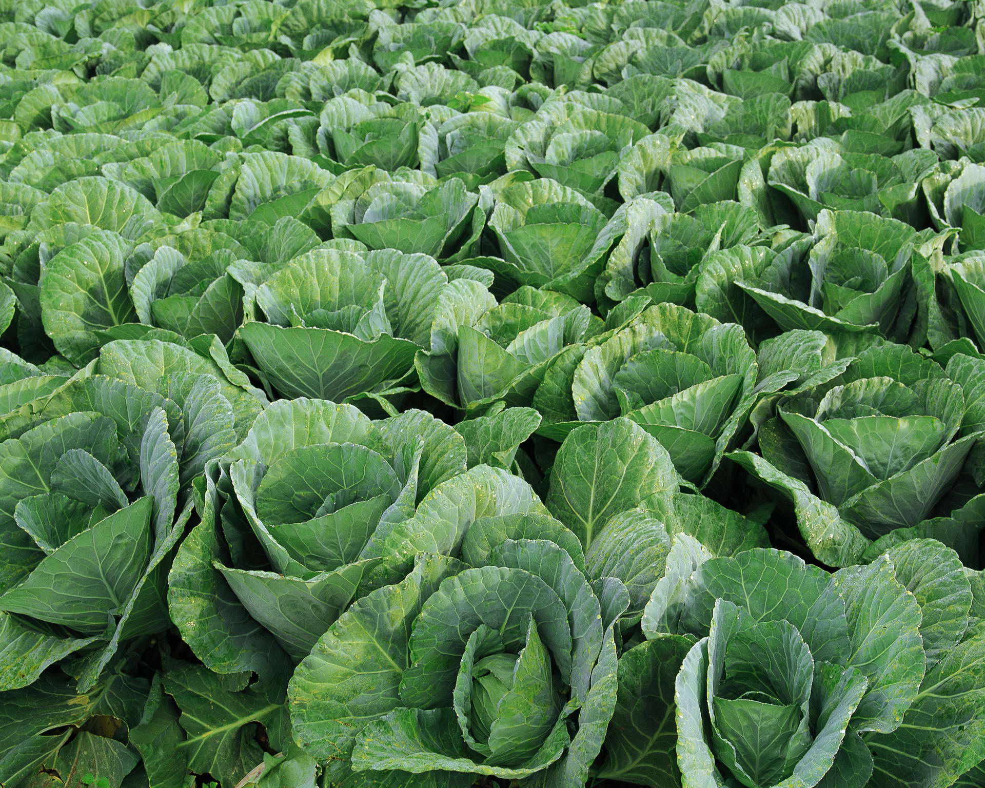 Vegetable Farm Wallpaper