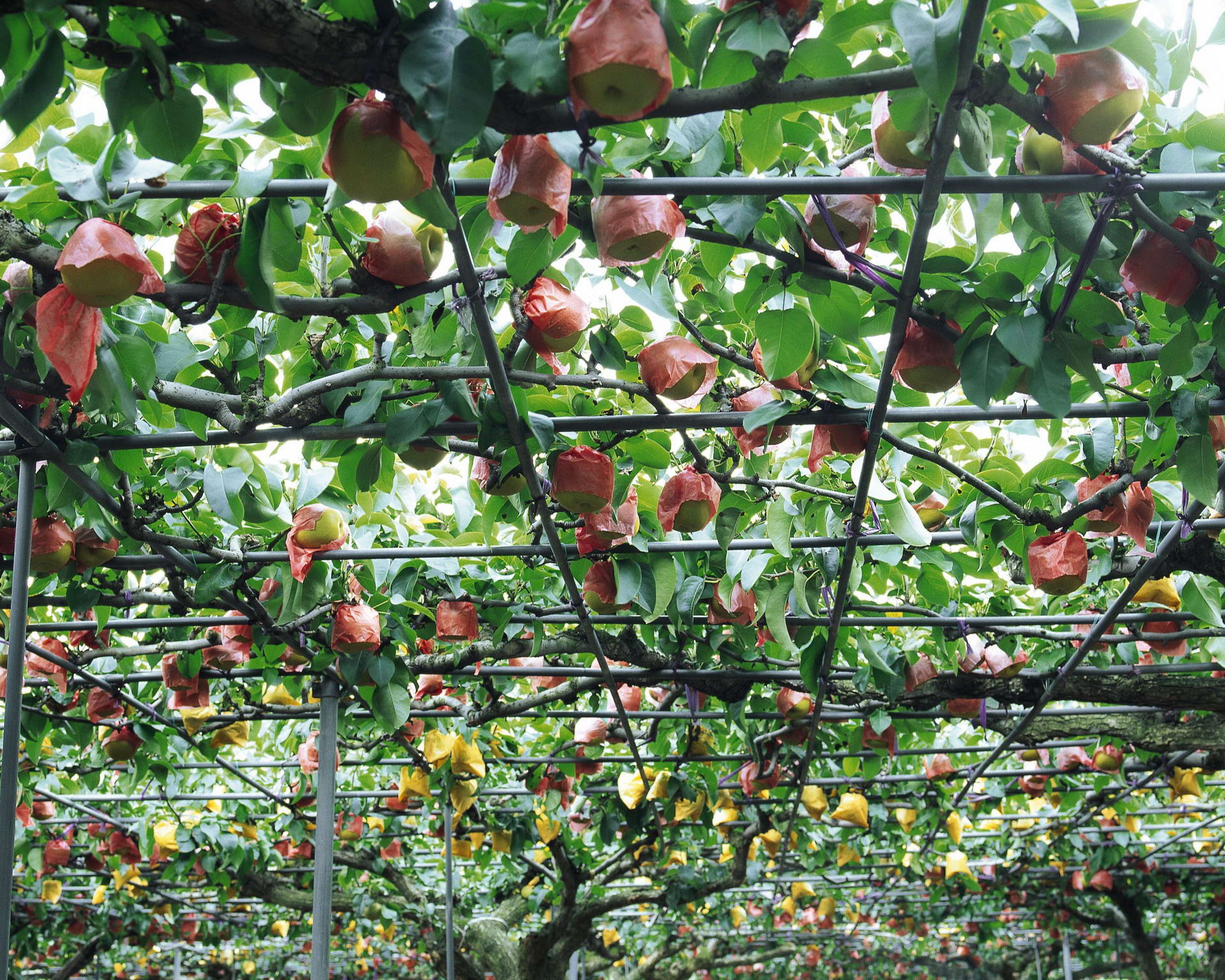 HD Apple Orchard Delight: Fresh Food Harmony in Nature