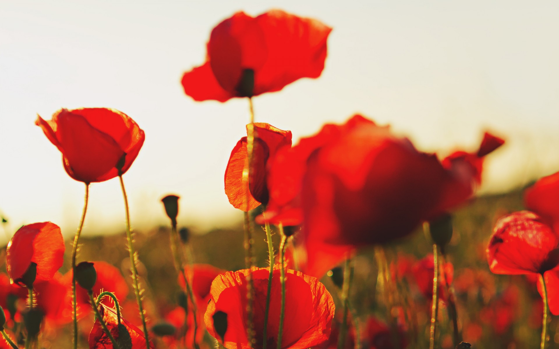 Download Nature Poppy HD Wallpaper