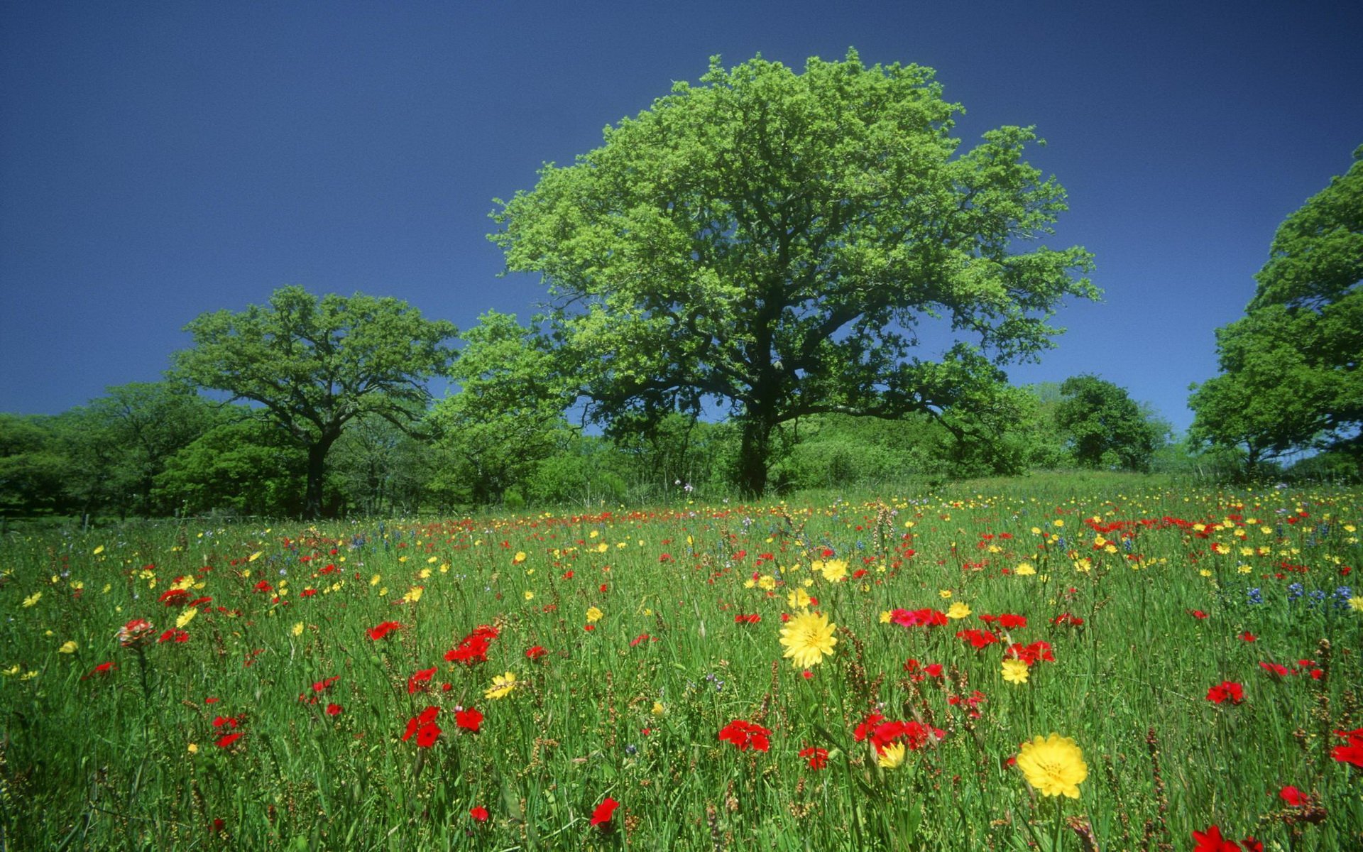 HD Meadow Bloom — Serene Nature Landscape Wallpaper | 1920x1200 ...