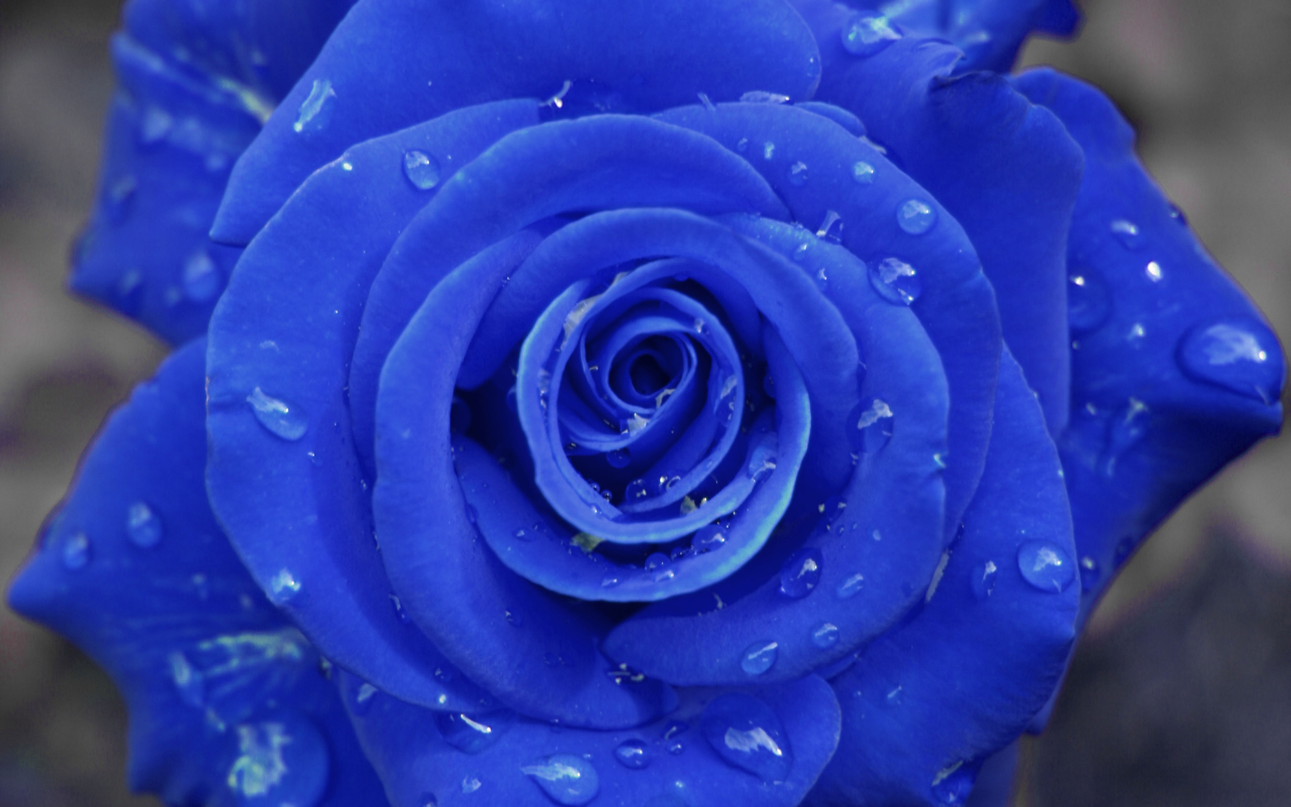 HD Blue Rose Blossom: Nature’s Stunning Elegance
