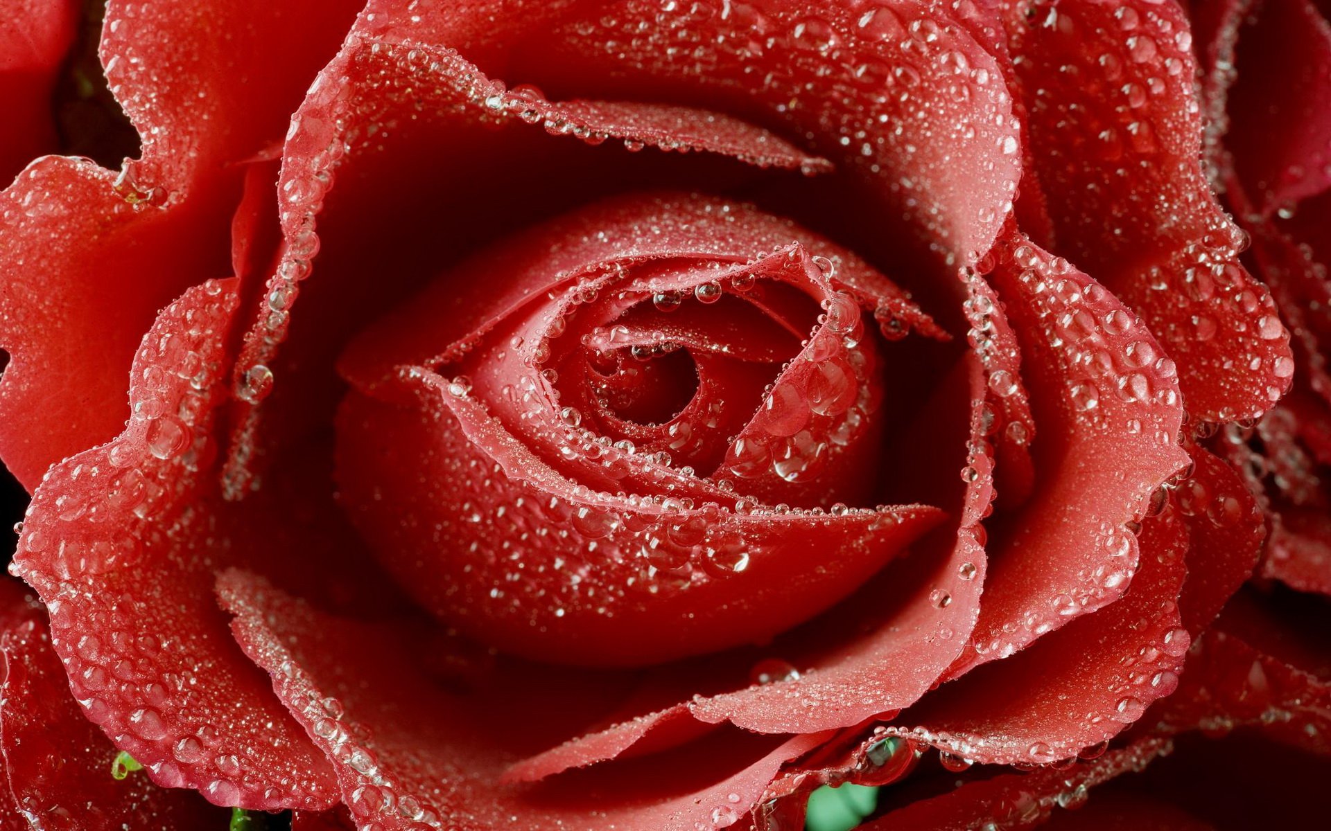 Download Flower Water Drop Red Rose Nature Rose HD Wallpaper