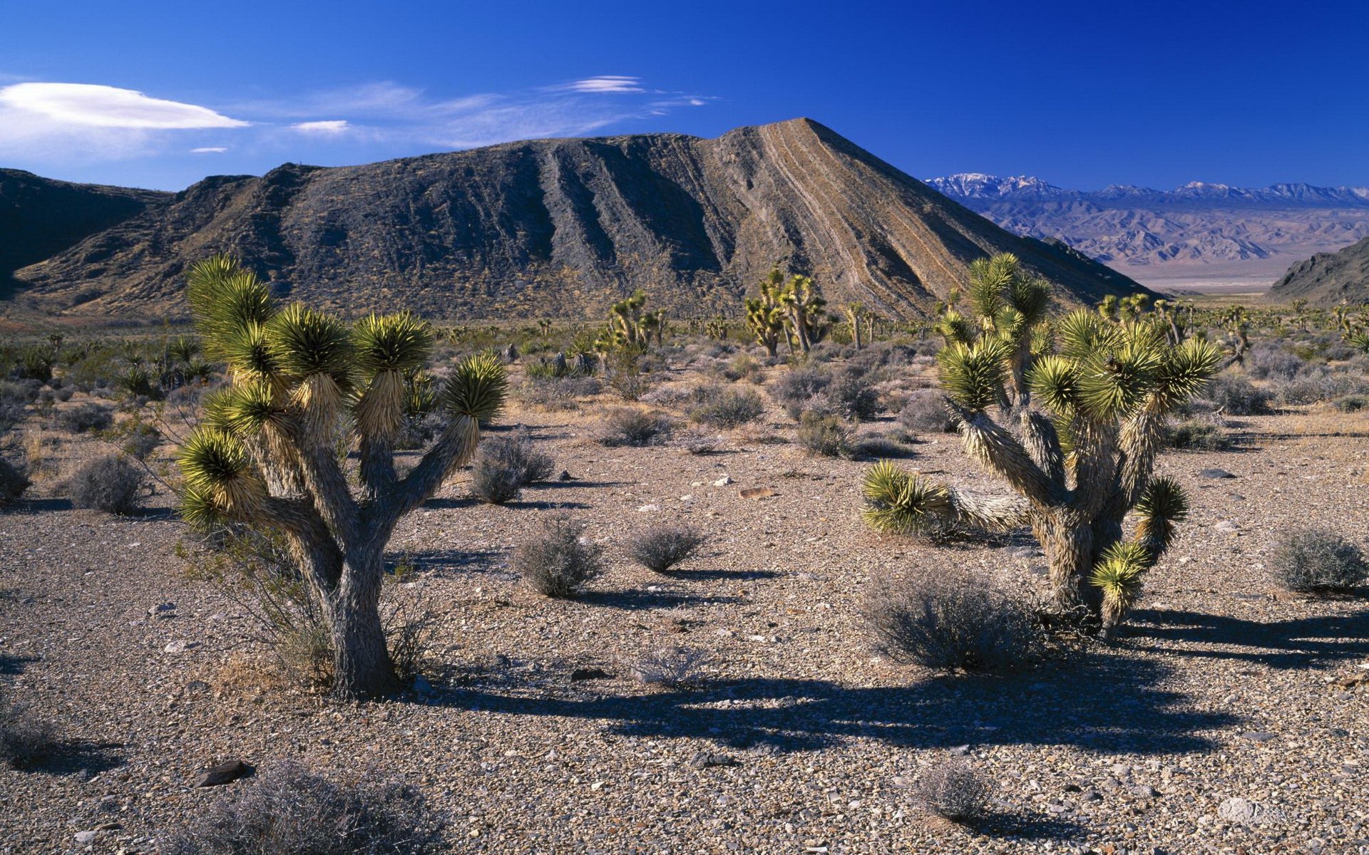 Download Nature Desert HD Wallpaper | 1920x1200 | Wallpaper Abyss