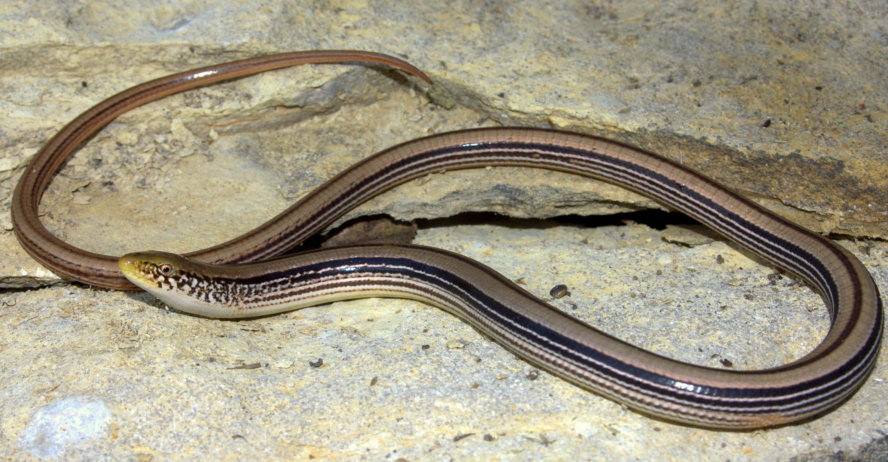 Western Slender Glass Lizard Computer Wallpapers, Desktop Backgrounds ...