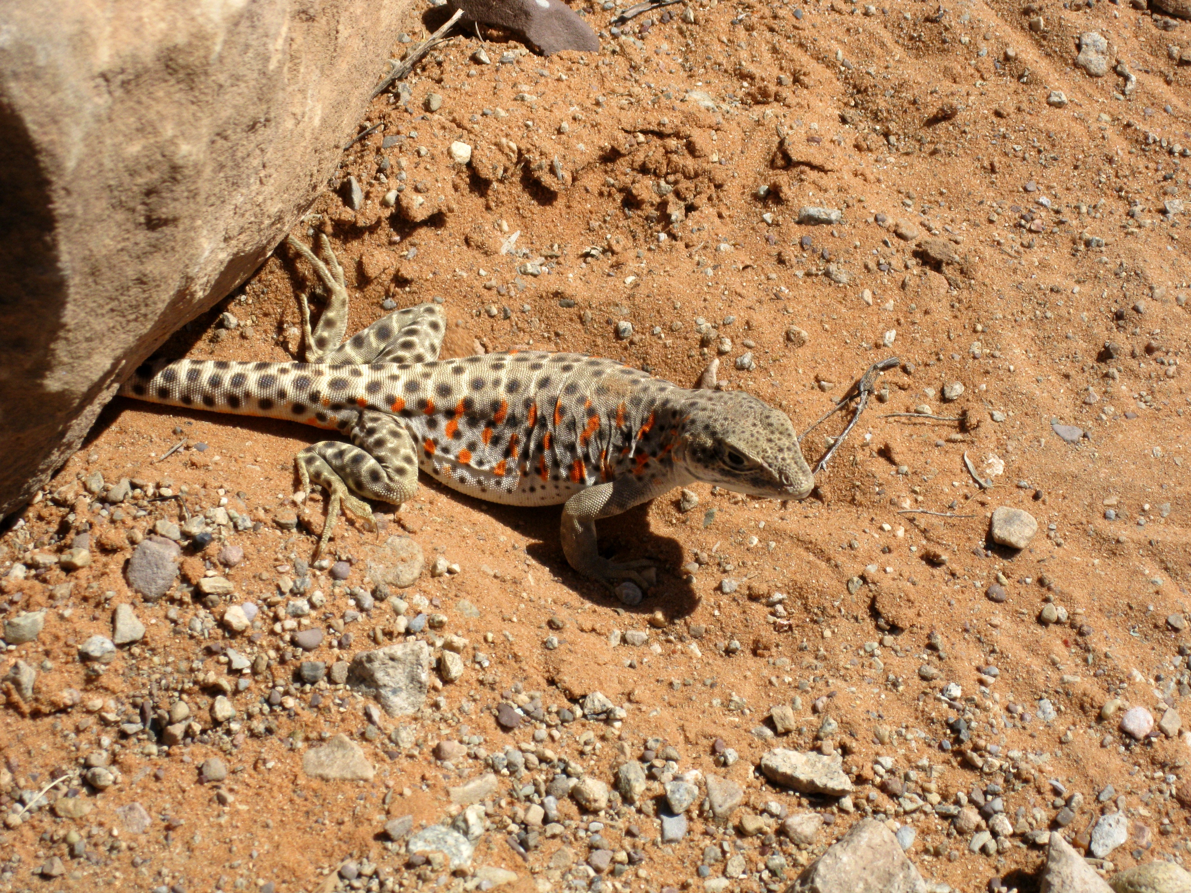 Download Animal Leopard Lizard 4k Ultra HD Wallpaper