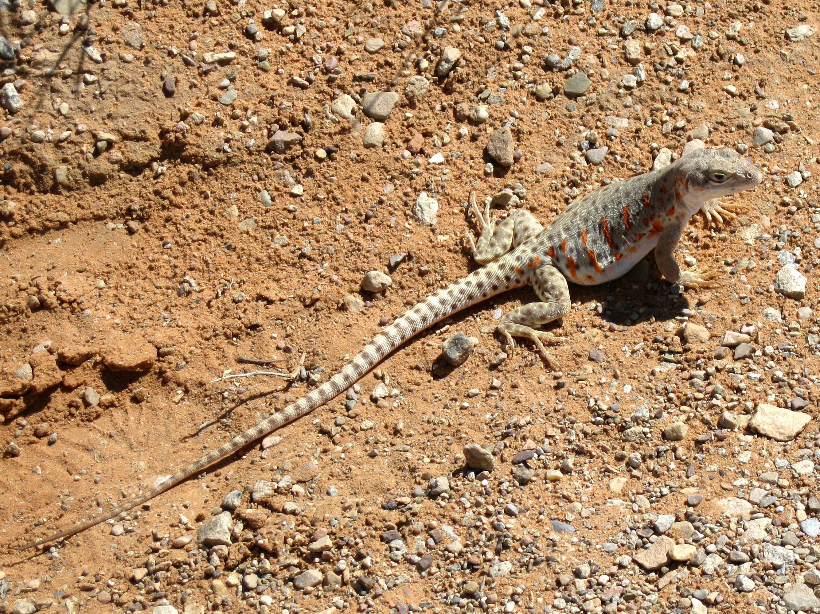 Download Animal Leopard Lizard HD Wallpaper