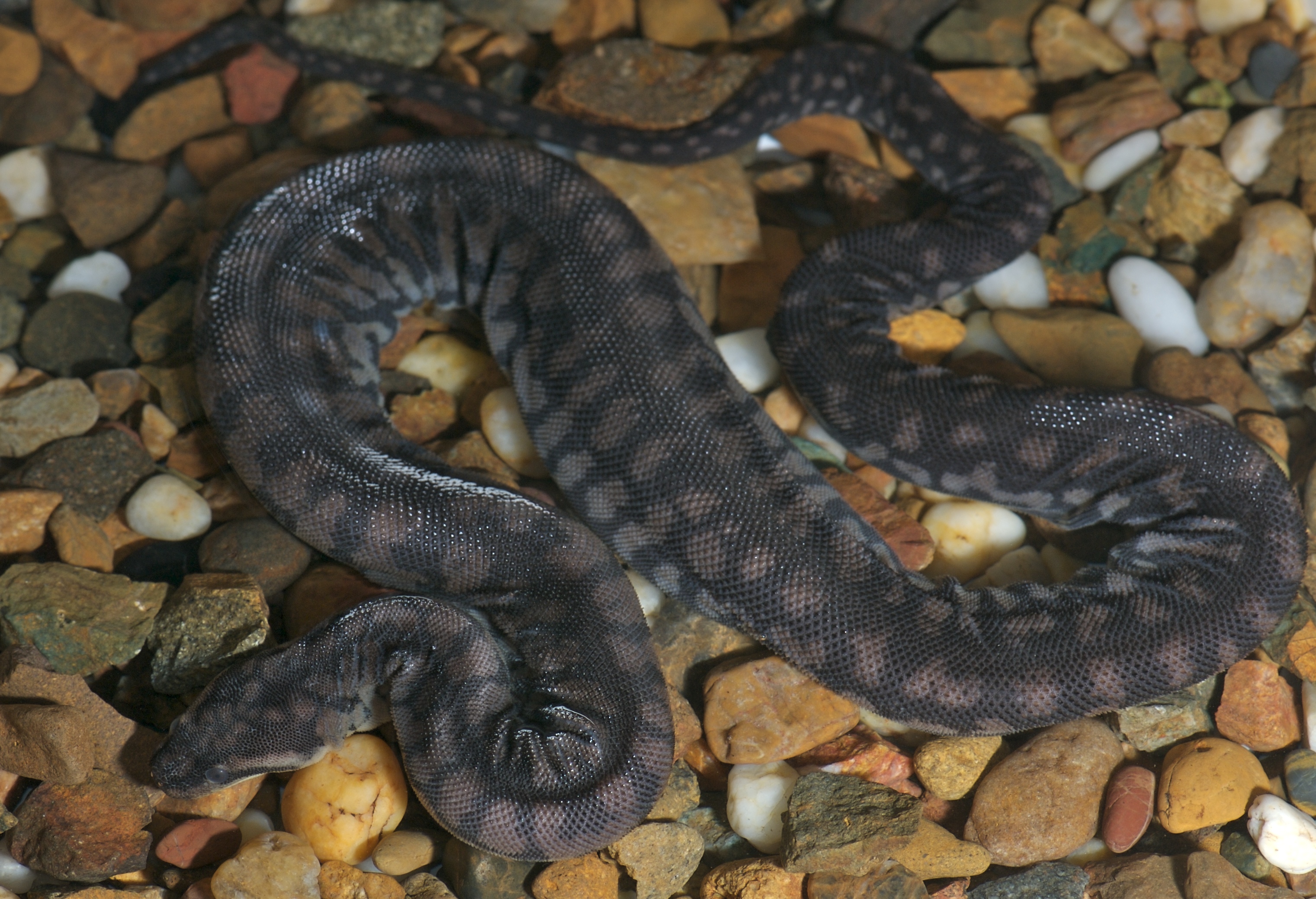 Elephant Trunk Snake HD Wallpaper | Background Image | 3042x2077 | ID ...