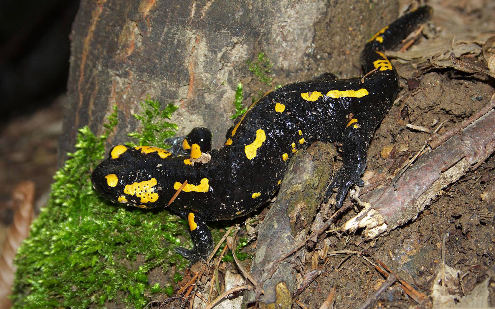 Download Animal Salamander Wallpaper
