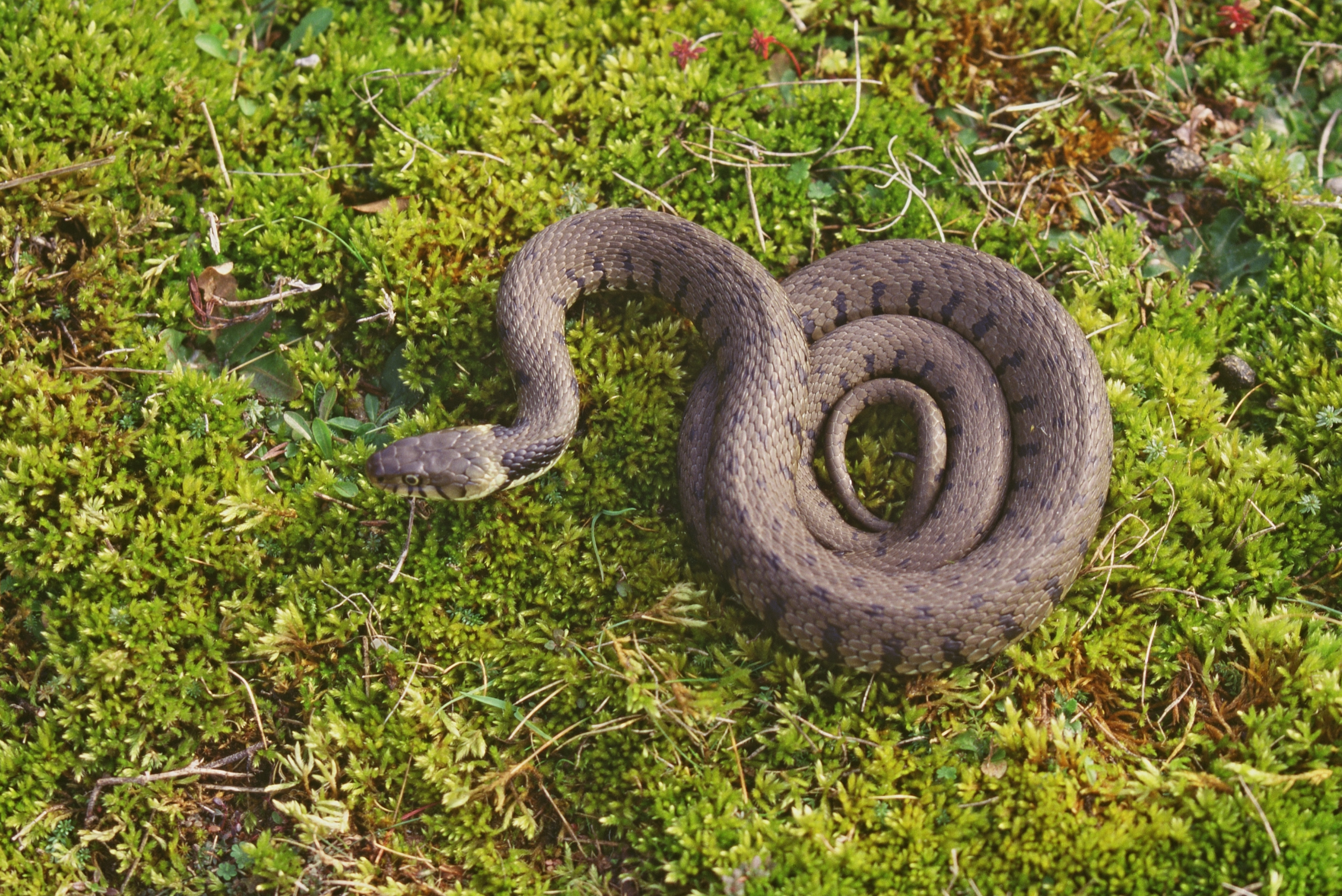 Download Animal European Grass Snake 4k Ultra HD Wallpaper