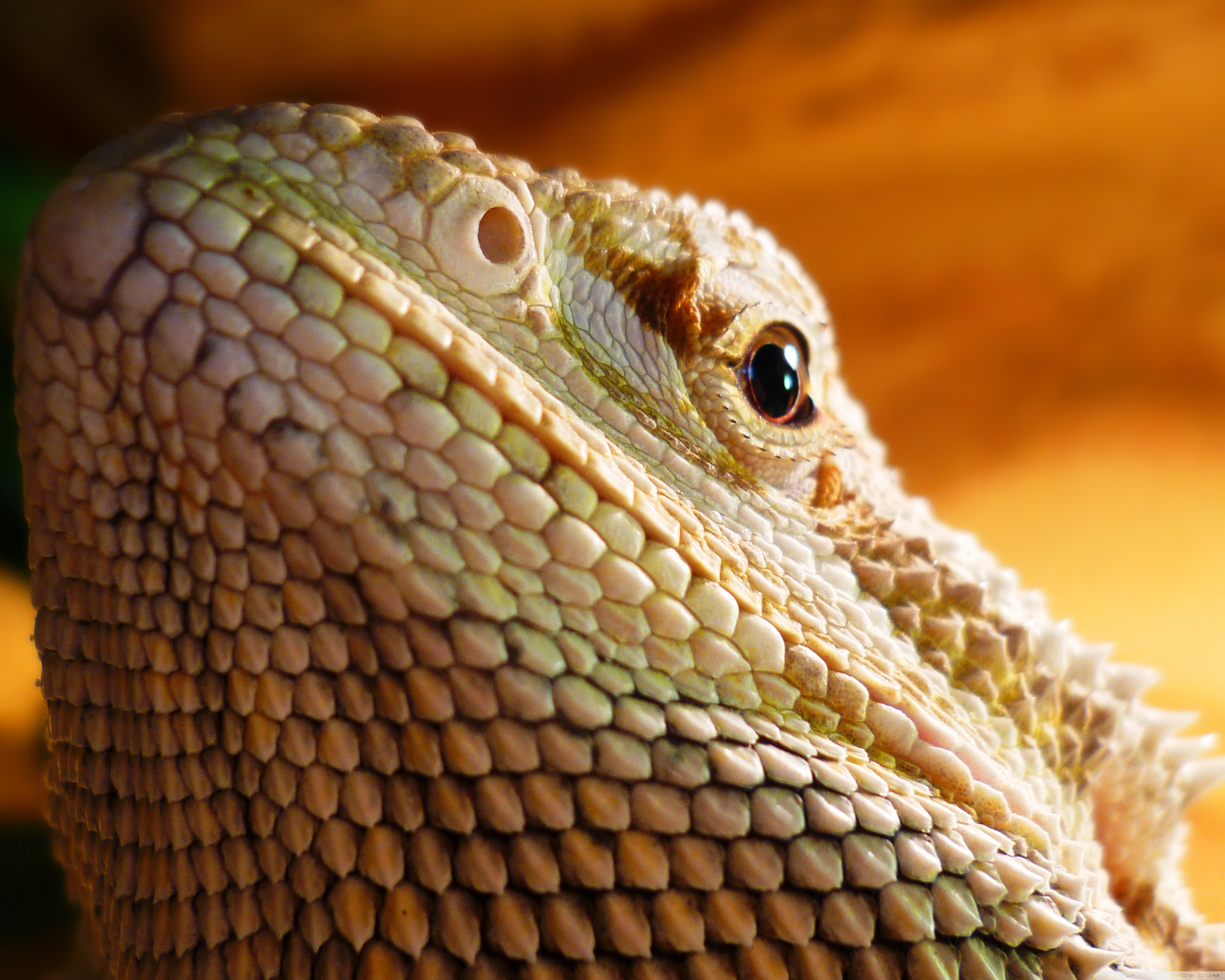 Download Animal Lizard HD Wallpaper
