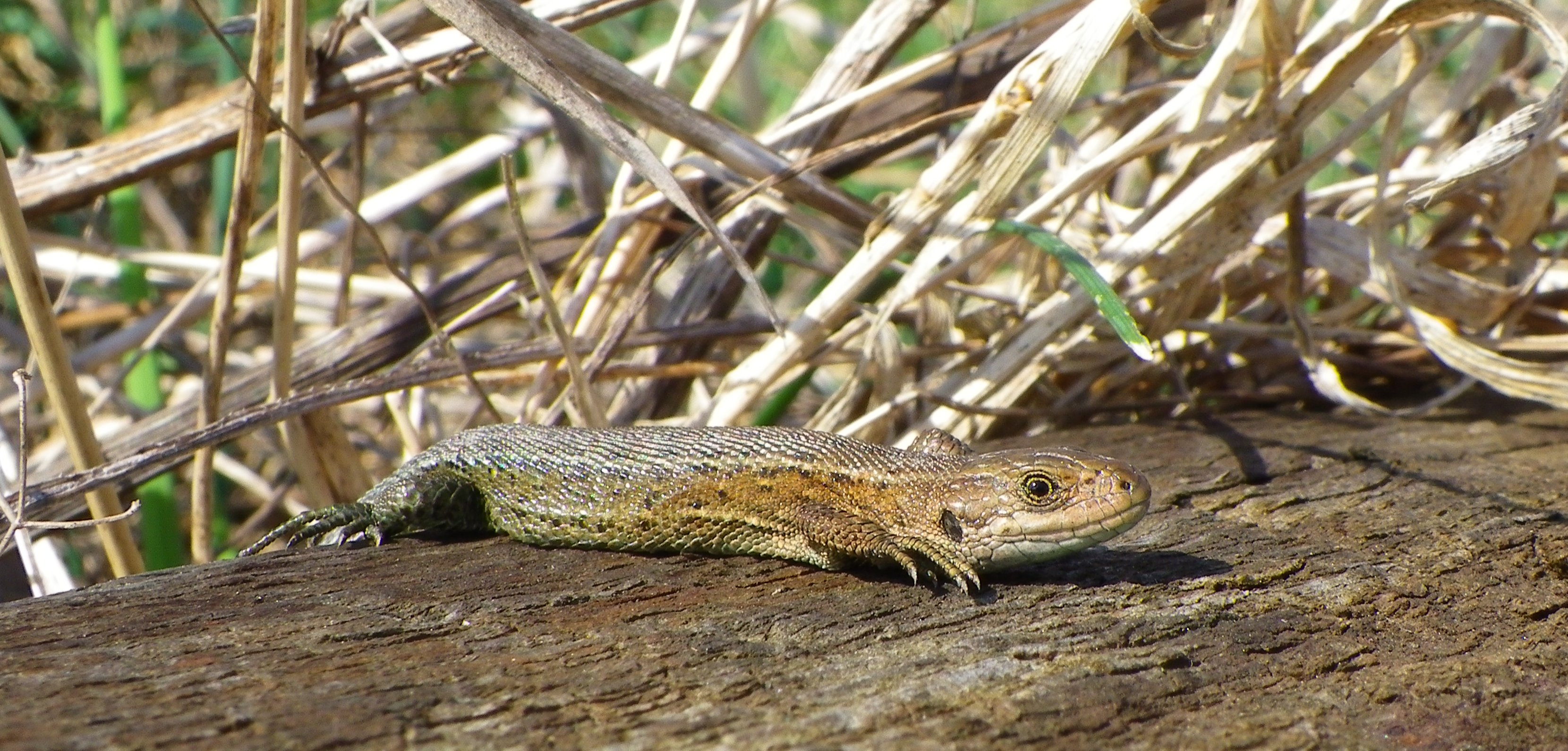 Skink HD Wallpaper