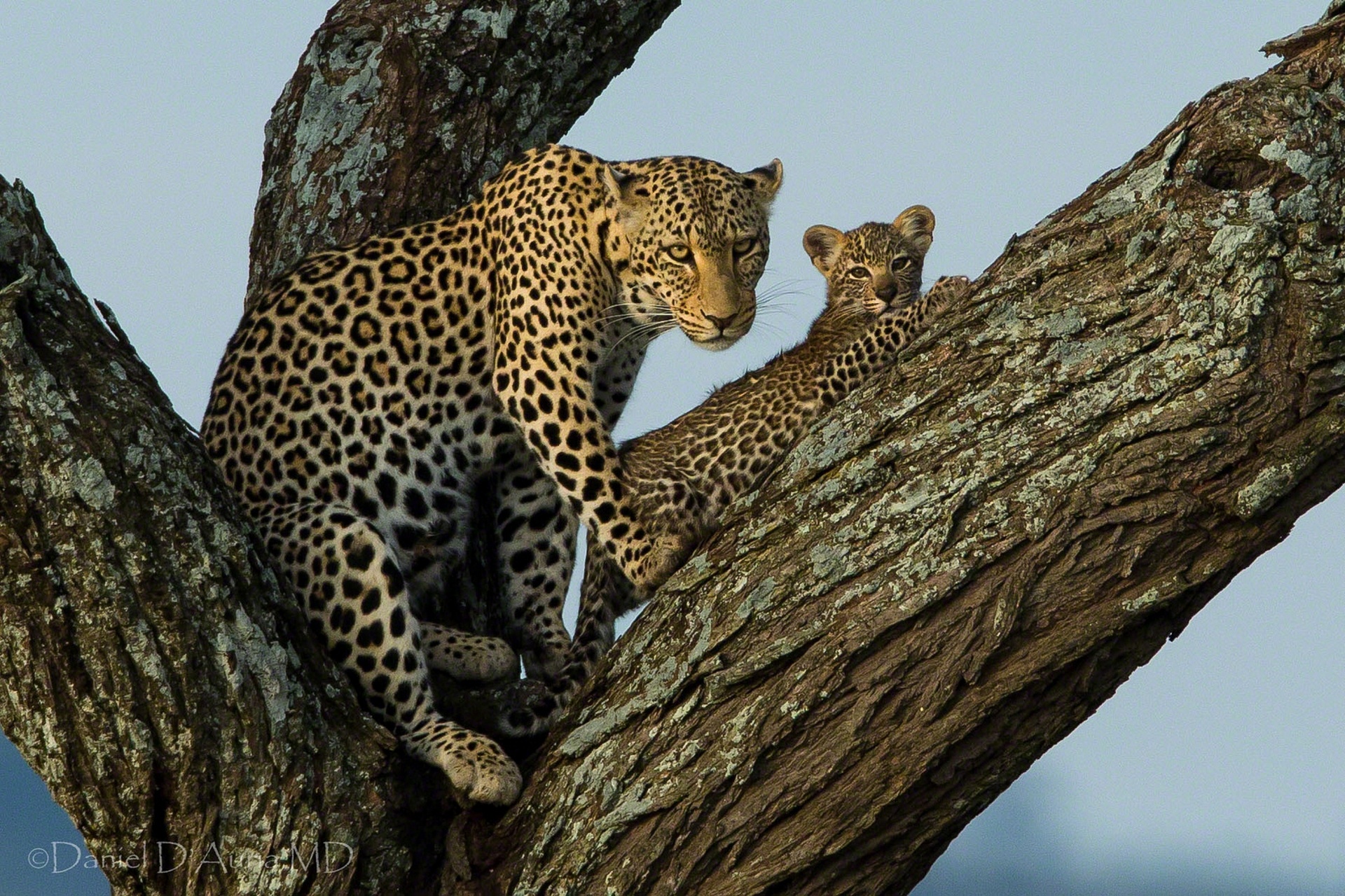 Stunning HD Wallpaper of a Leopard and Cub in Nature