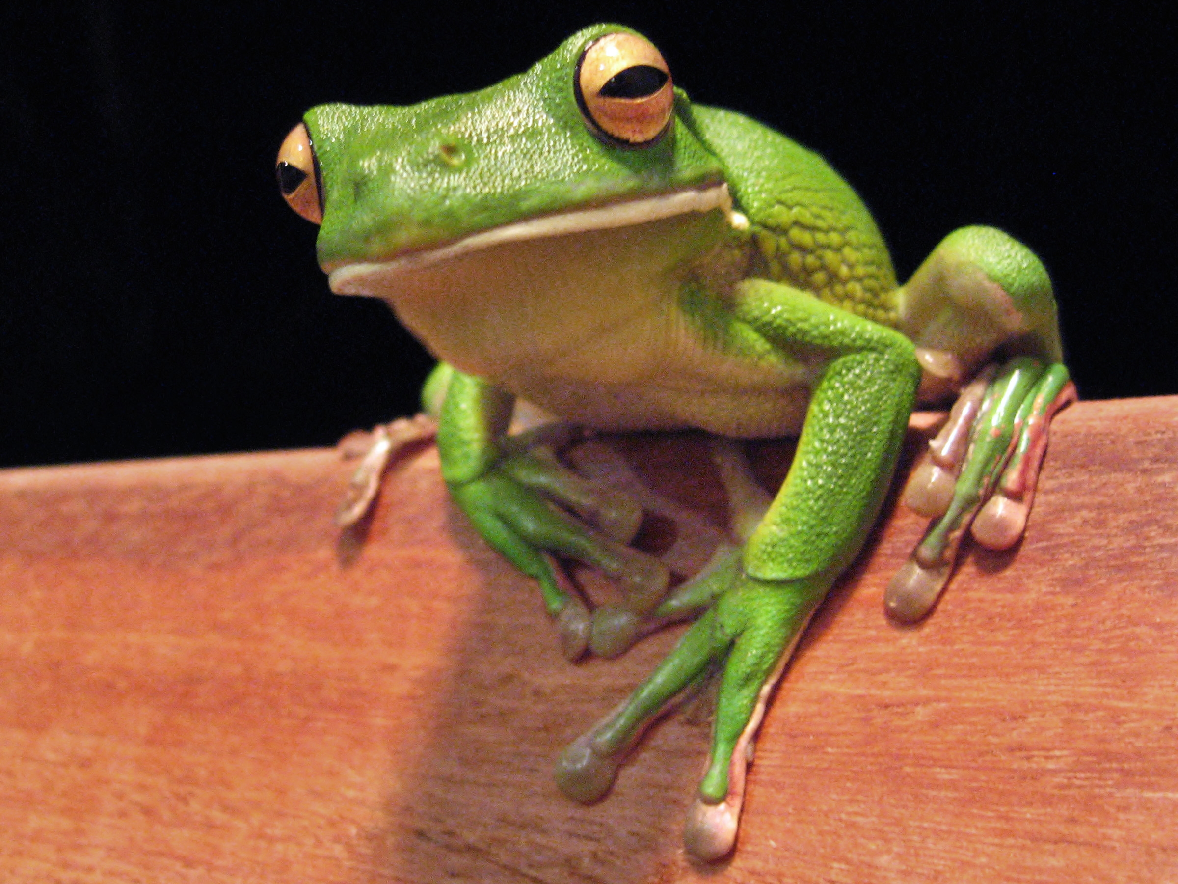 Download Animal White lipped Tree Frog HD Wallpaper