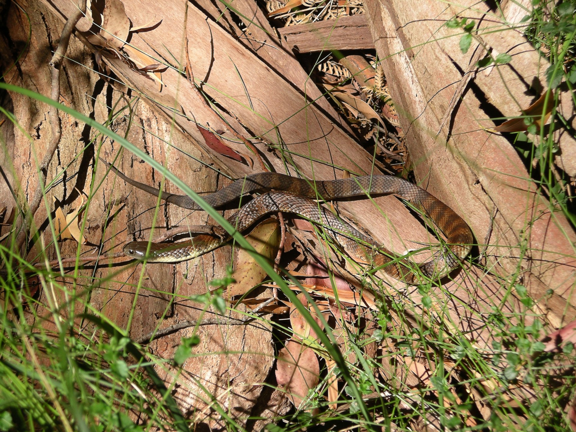 Download Animal Tiger Snake HD Wallpaper