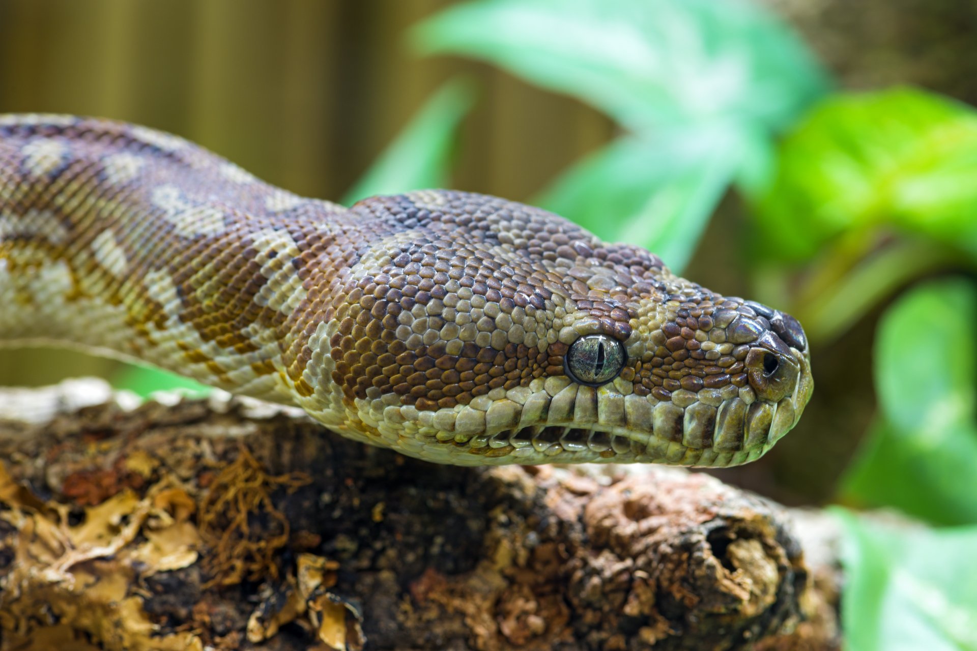 Stunning Snake: A 4K Ultra HD Wallpaper Experience