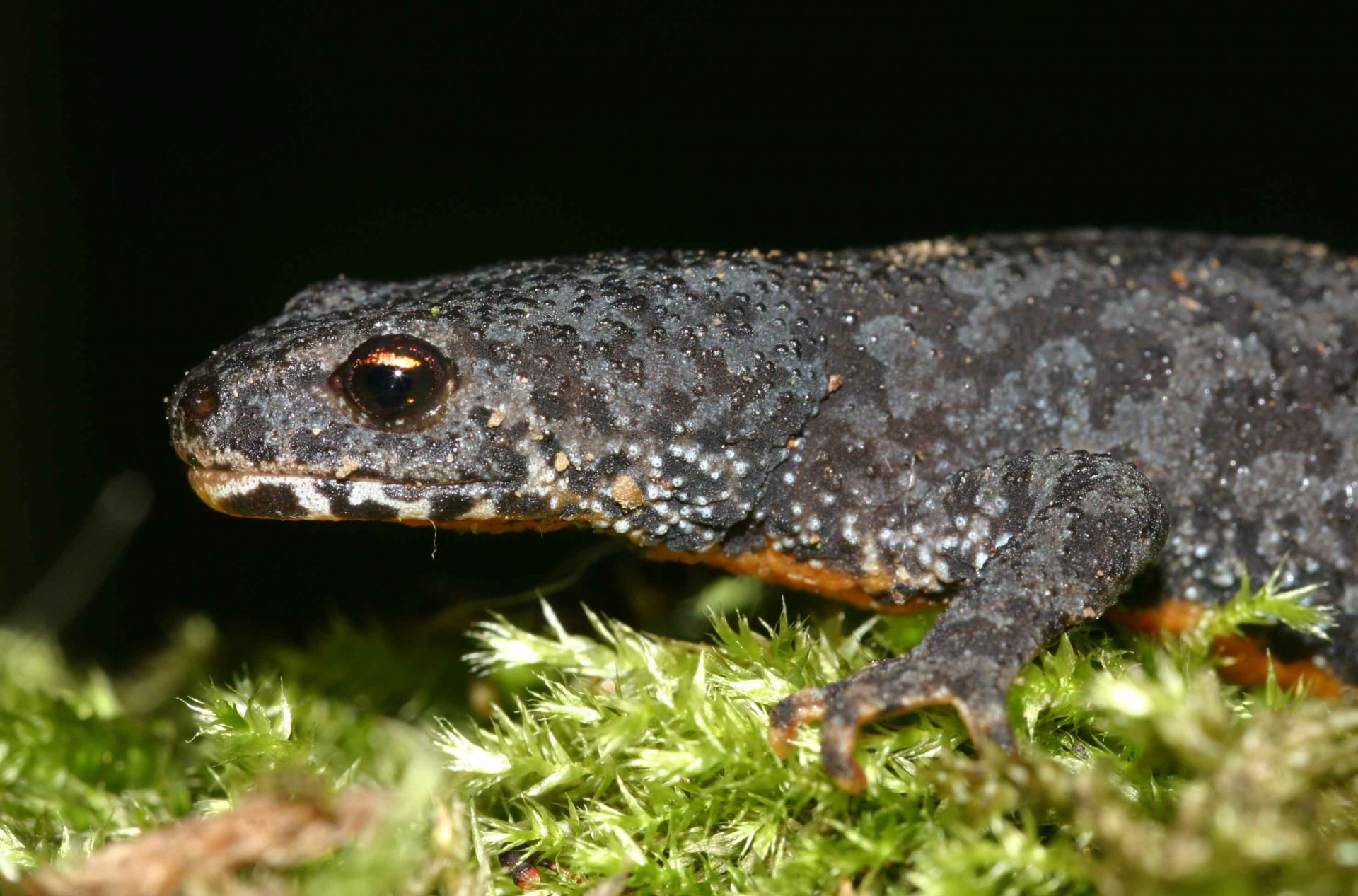 Alpine Newt