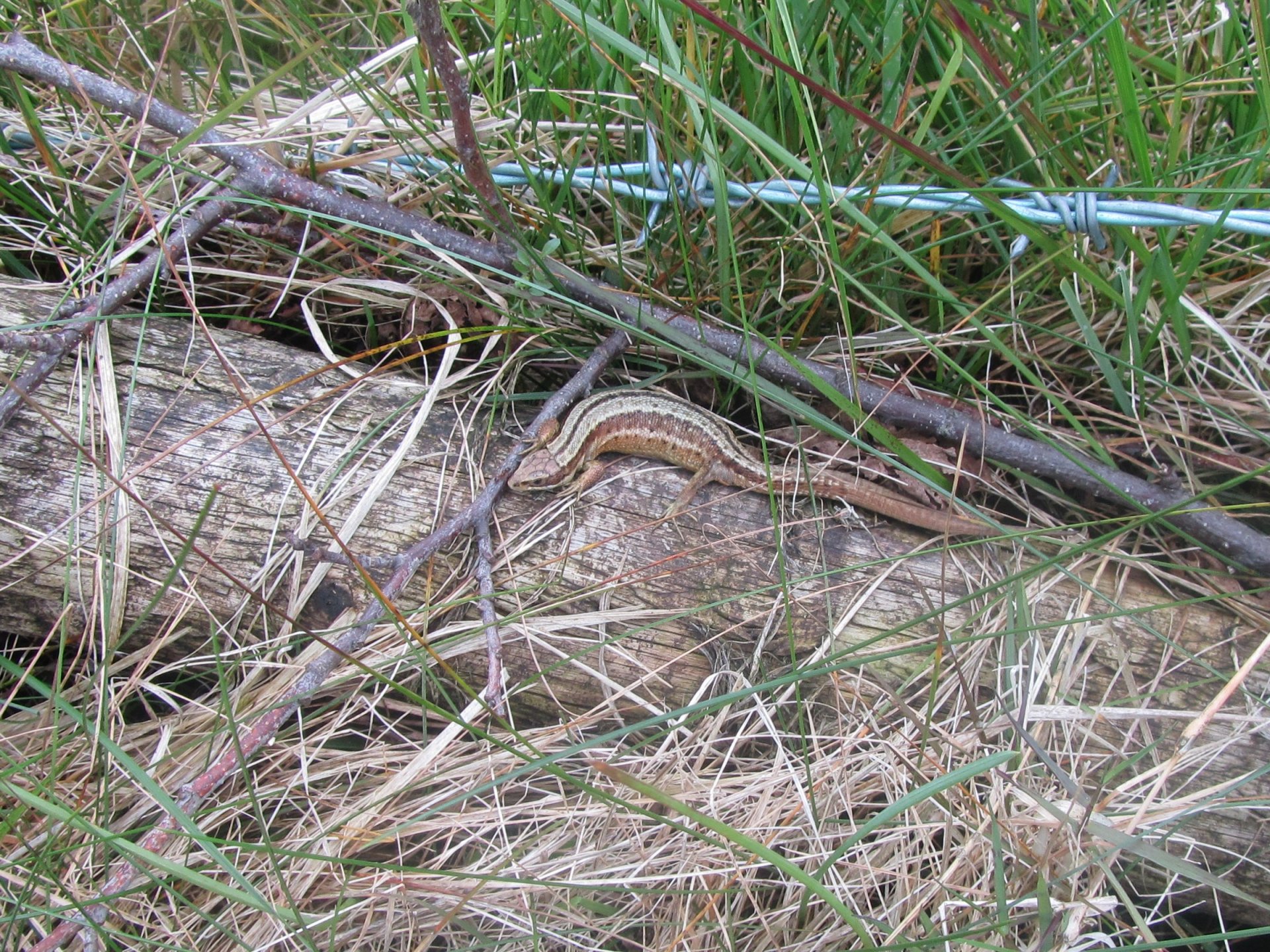 Animal Skink HD Wallpaper