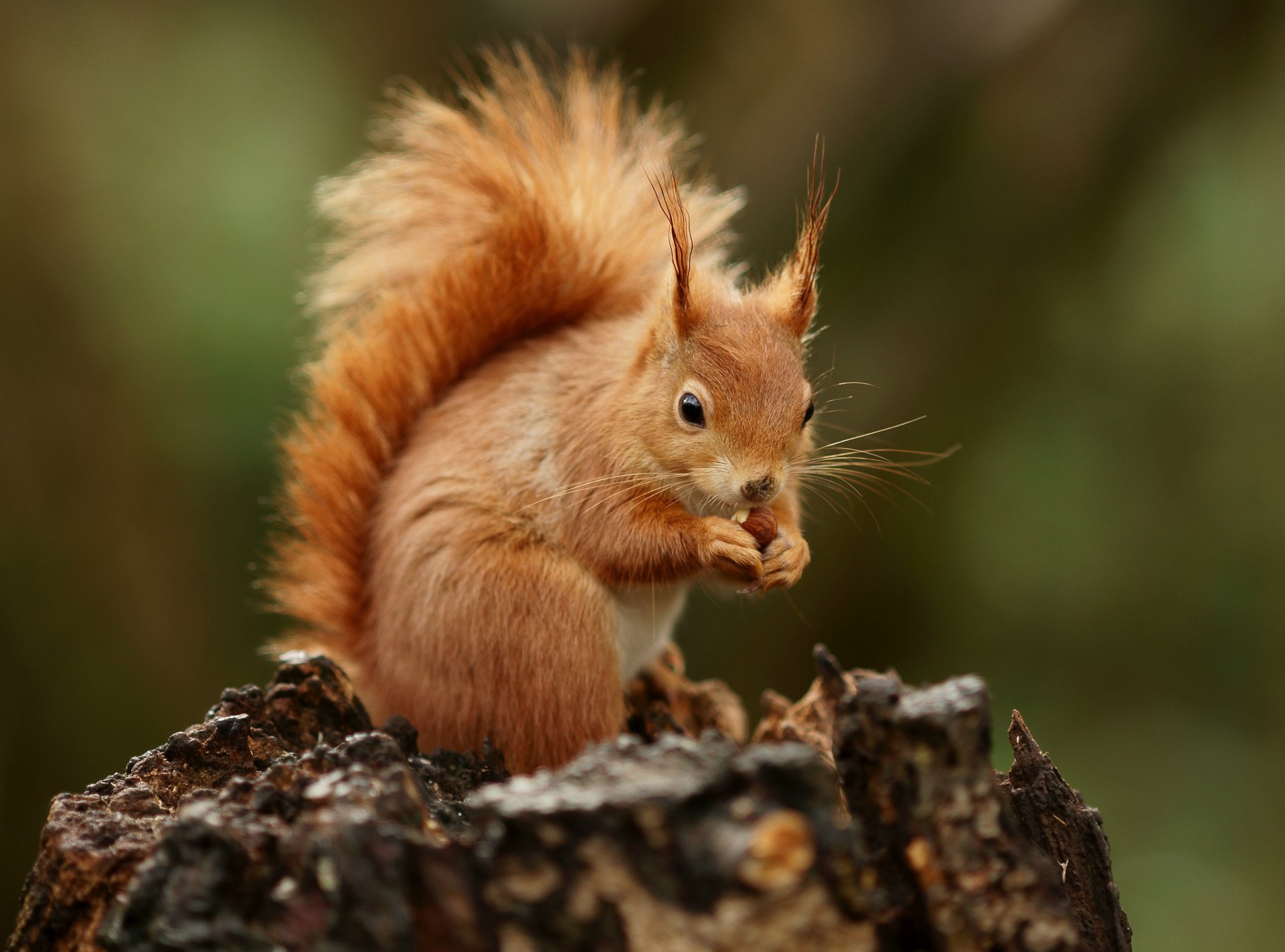 Fiery Red Squirrel — HD Wallpaper