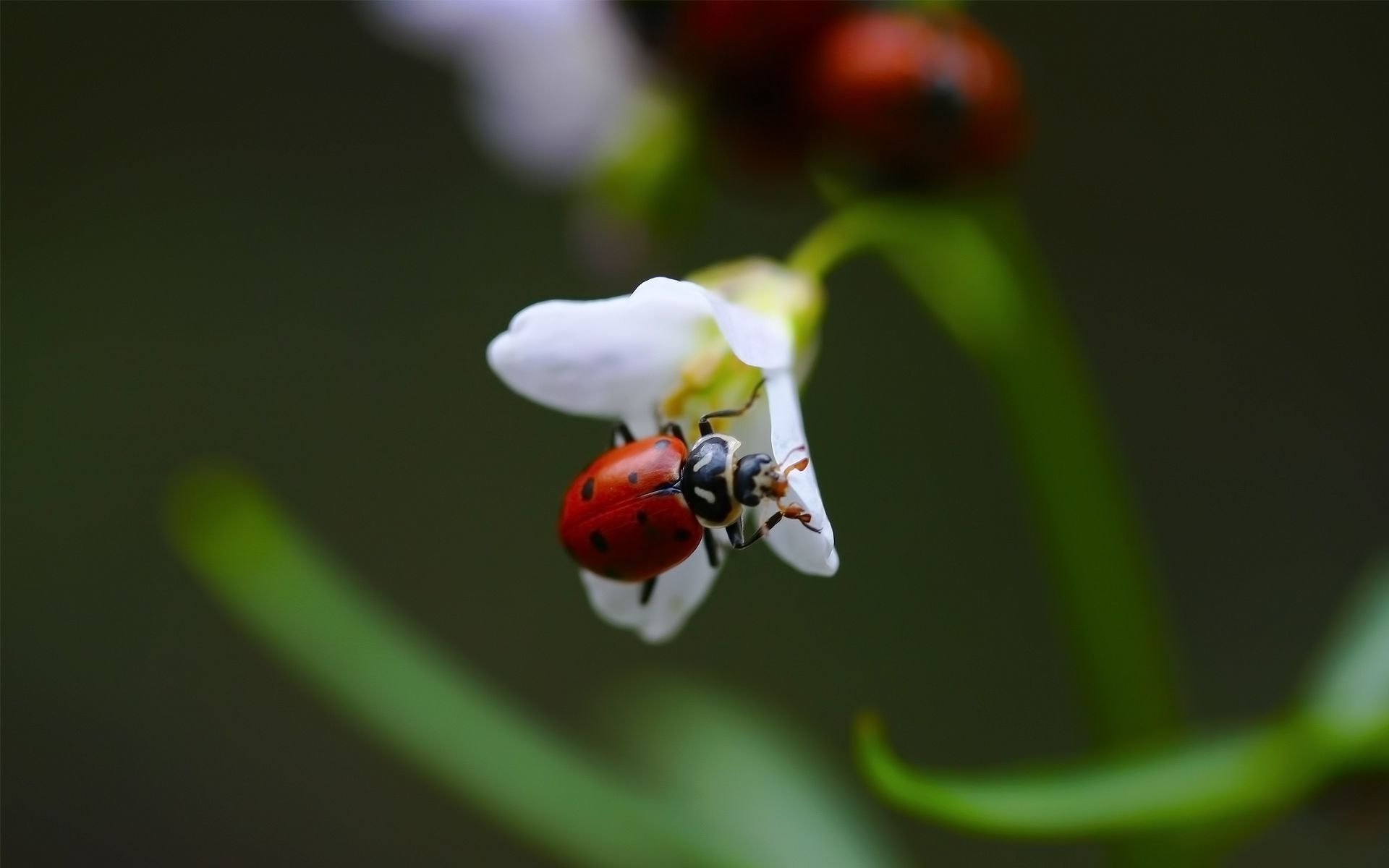 Ladybug on White Blossom — HD Nature Wallpaper