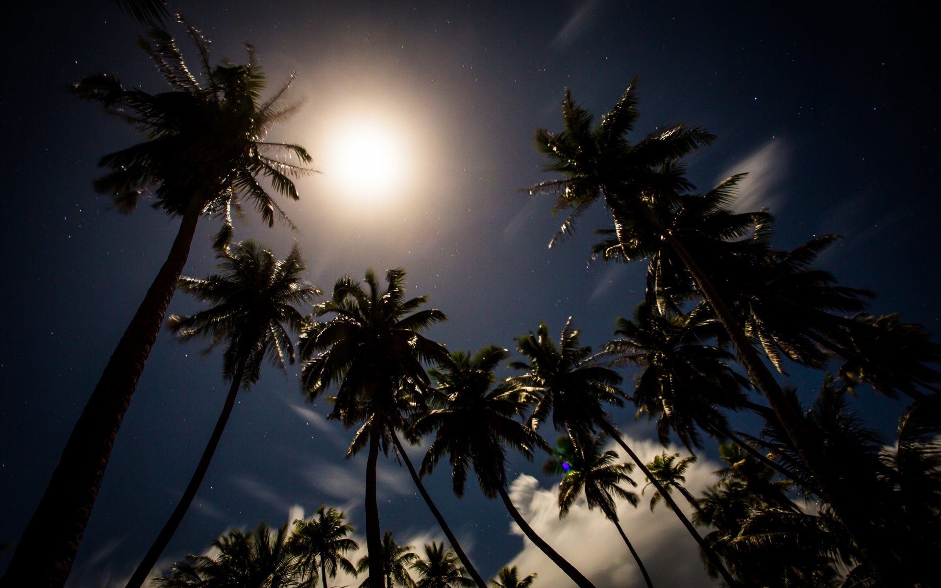 Moonlit Palm Canopy — 2K Quad HD Nature Wallpaper | 2560x1600 ...