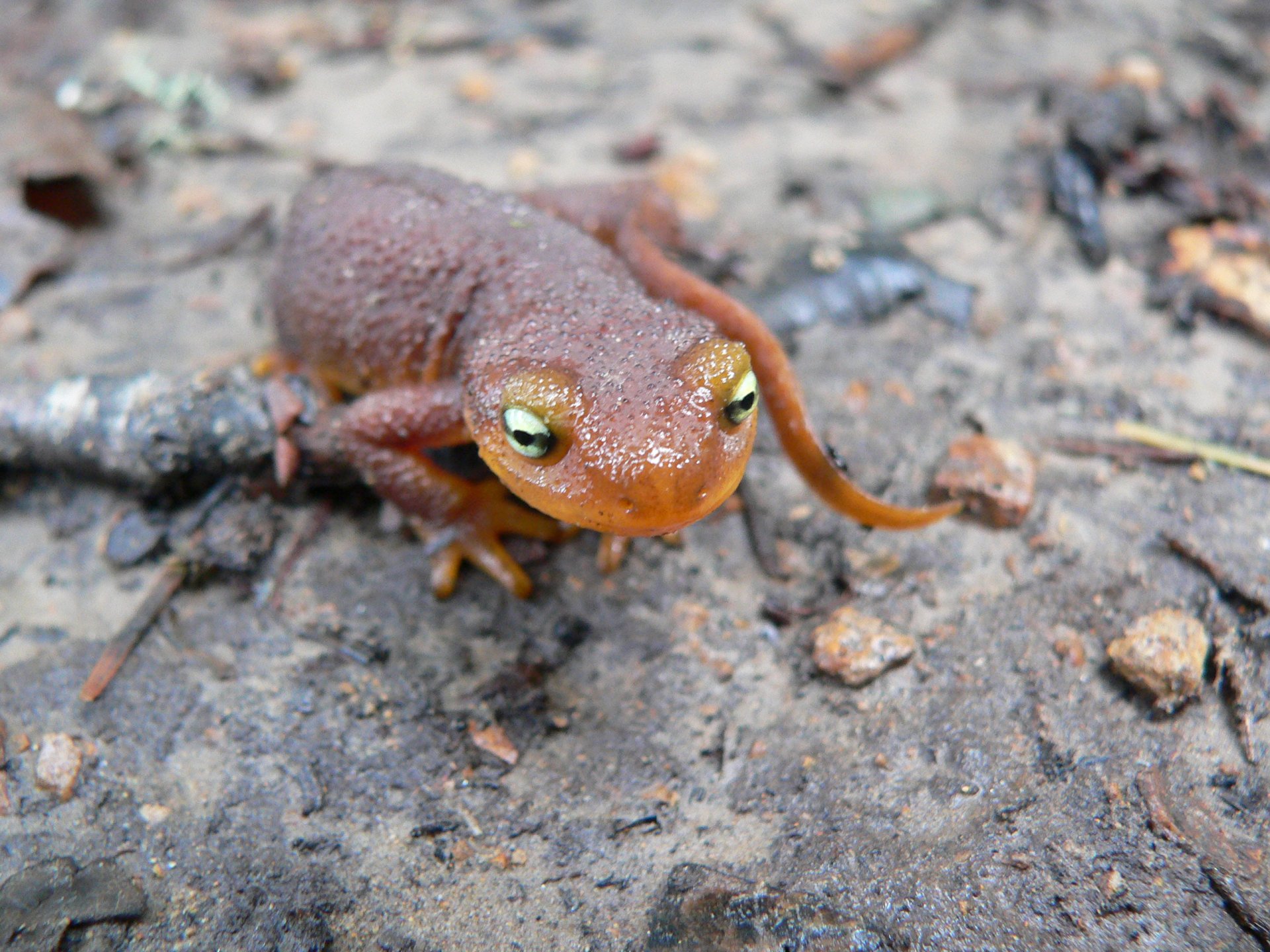 Download Animal Rough-skinned Newt HD Wallpaper
