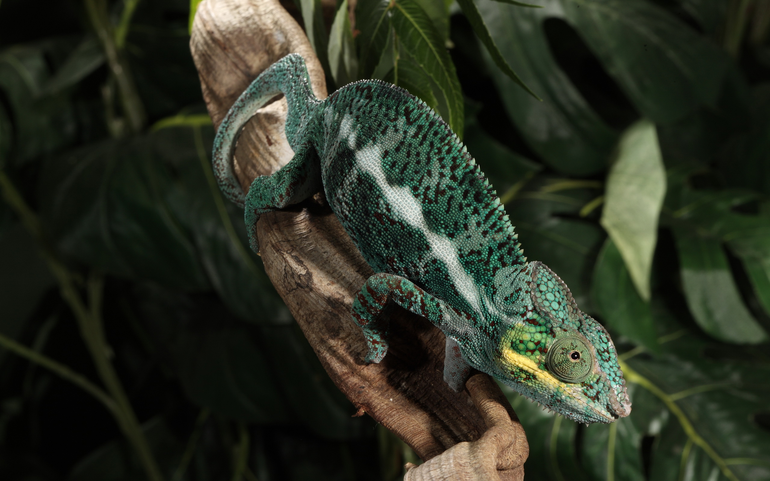 Vibrant Chameleon HD Wallpaper: Nature's Master of Camouflage