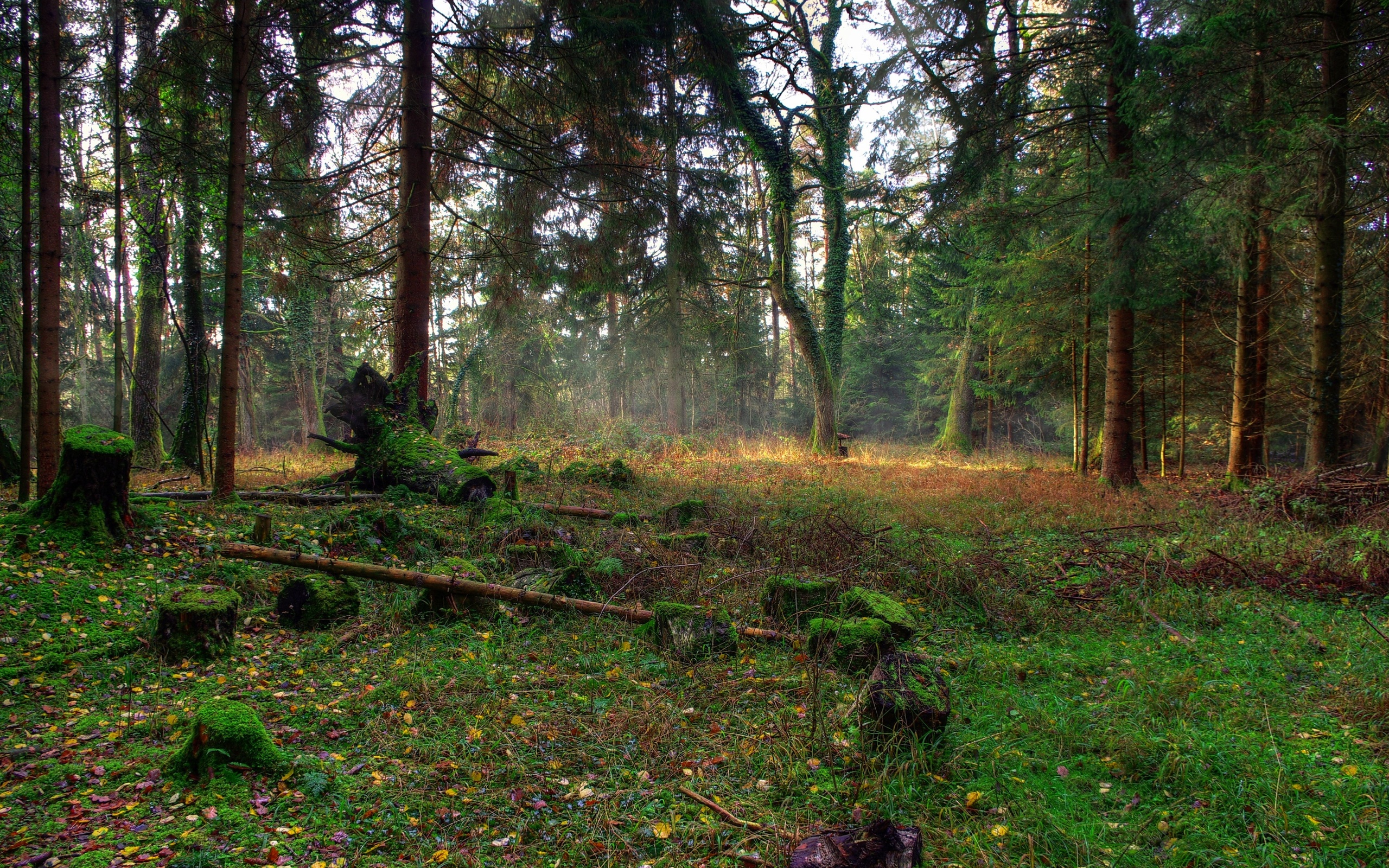 Download Nature Forest HD Wallpaper