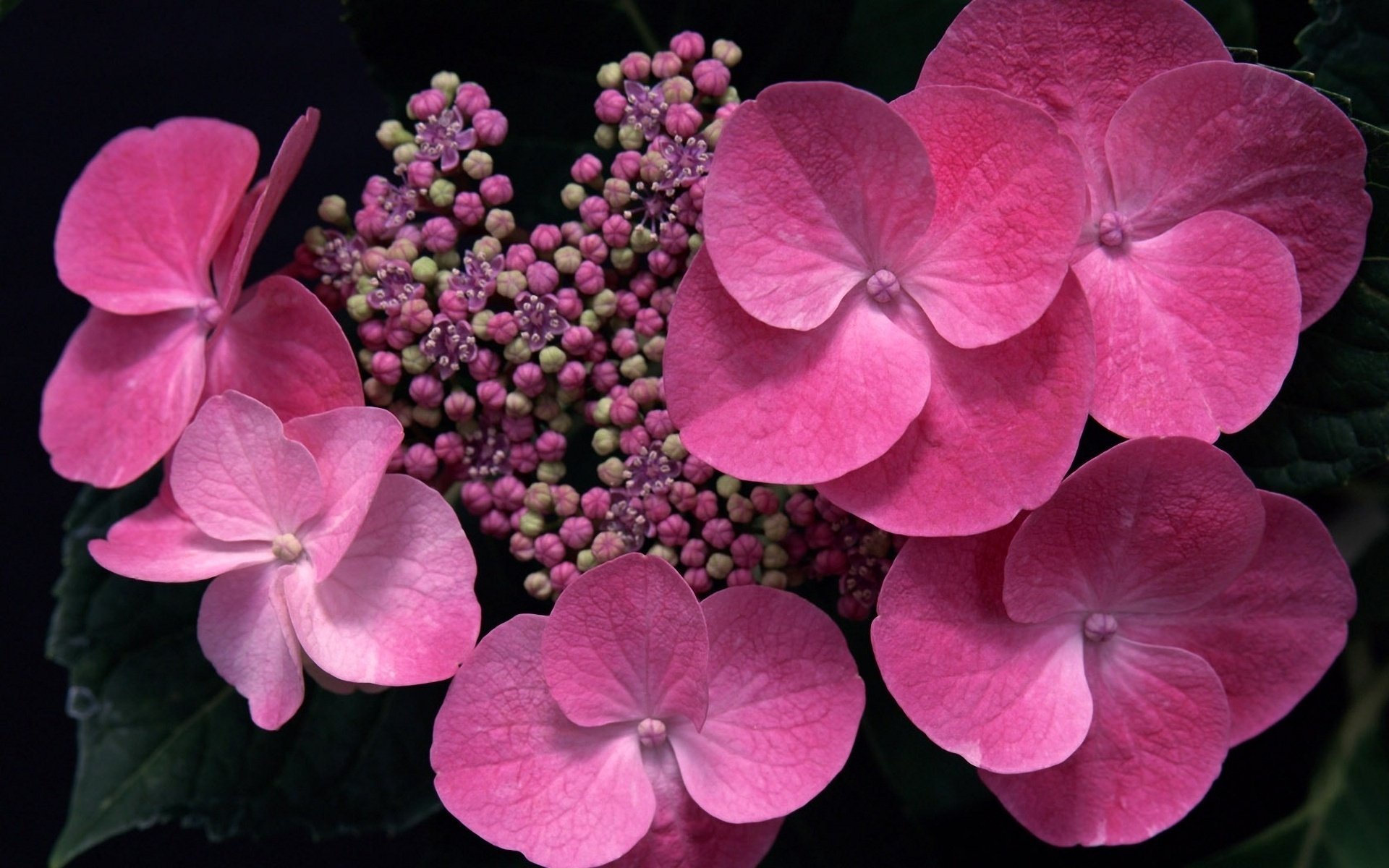 Hydrangea Close-Up: Stunning Macro Nature HD Wallpaper