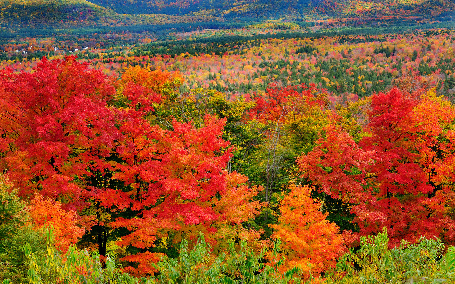 Vibrant Fall Forest: HD Nature Wallpaper of Colorful Trees