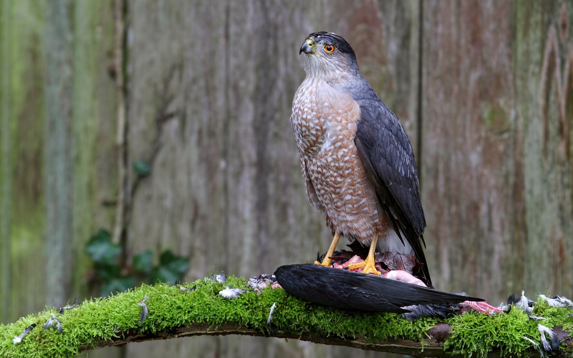 Majestic Falcon HD Wallpaper: Nature’s Fierce Predator Perched in Serenity
