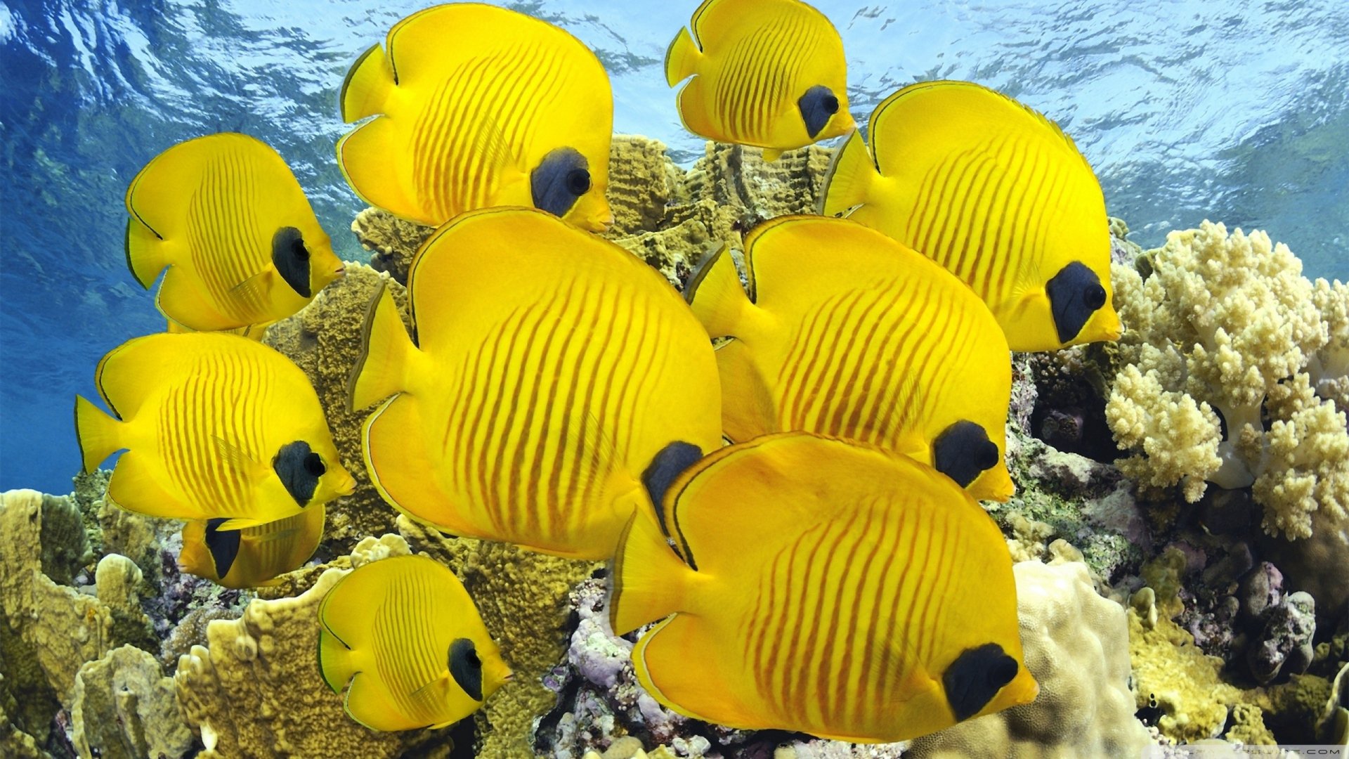 Vibrant Butterflyfish School – Stunning HD Underwater Wallpaper
