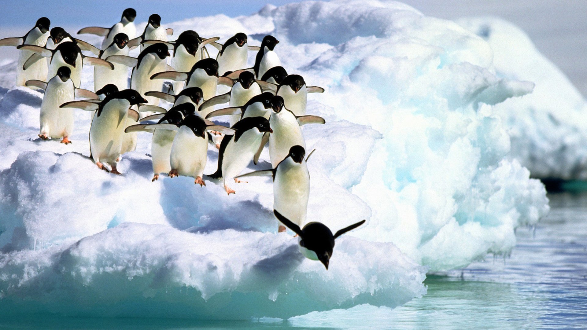 Penguin Plunge — HD Bird & Animal Wallpaper | 1920x1080 | Wallpaper Abyss