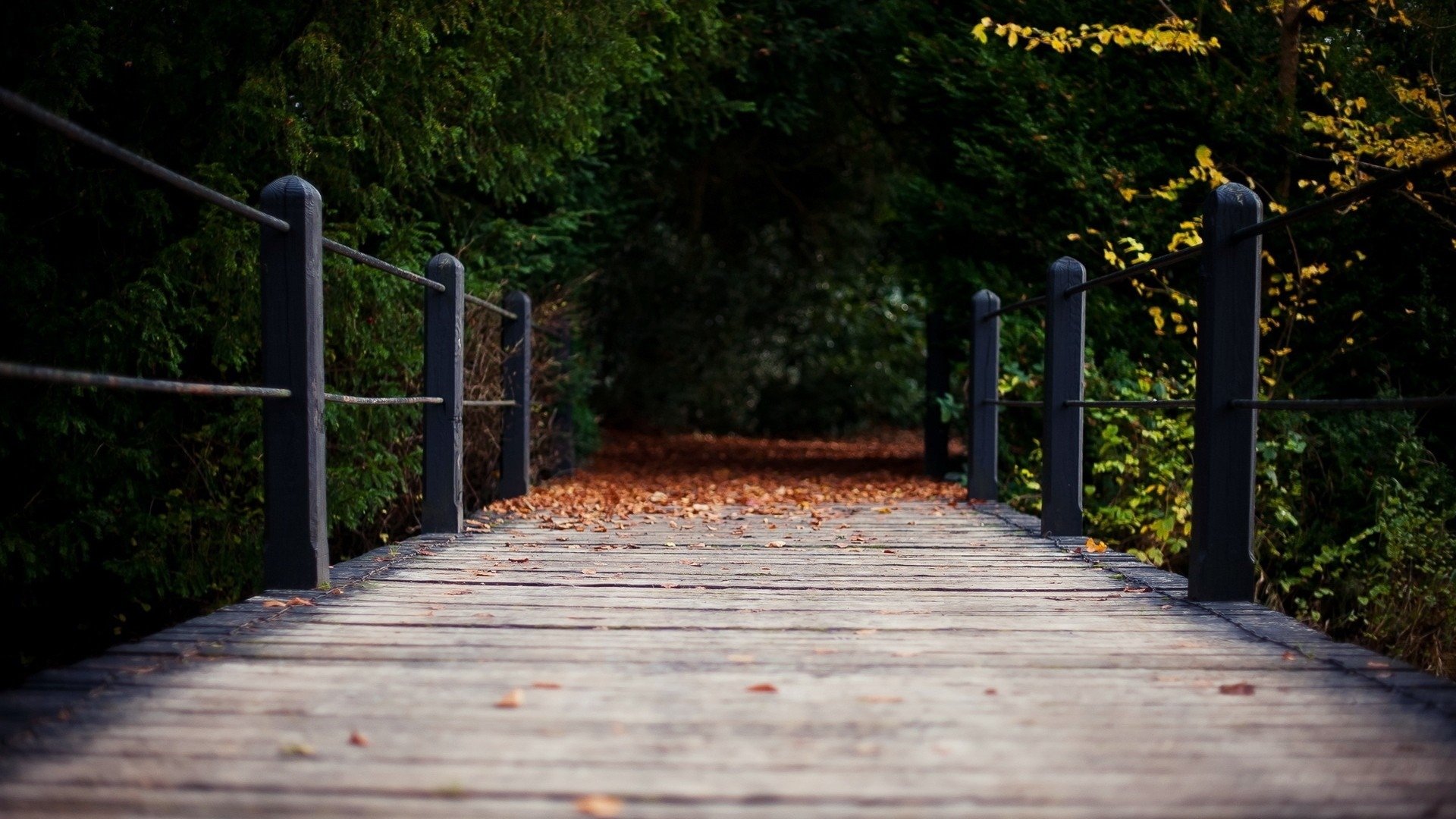 Serene Wooden Bridge: A Man-Made Pathway HD Wallpaper