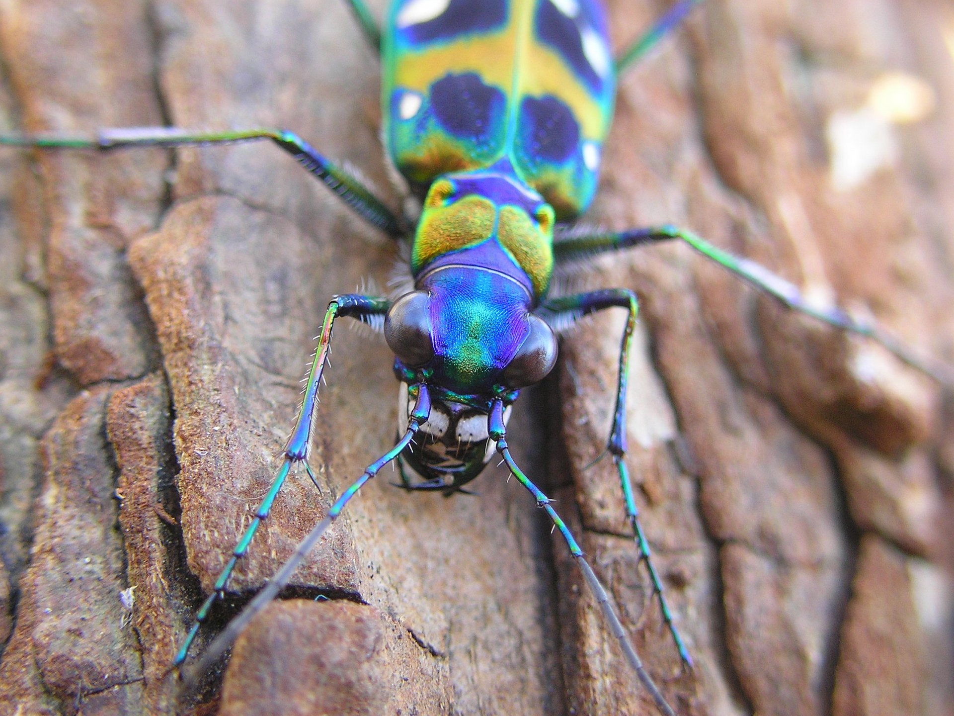 Download Animal Insect HD Wallpaper | 2560x1920 | Wallpaper Abyss