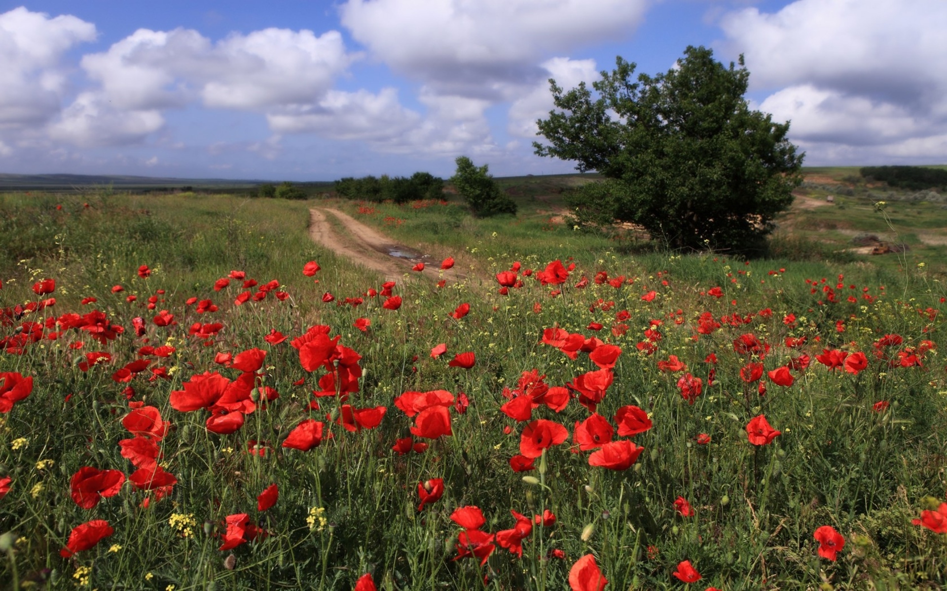 Vibrant Poppy Meadow: Stunning HD Nature Wallpaper