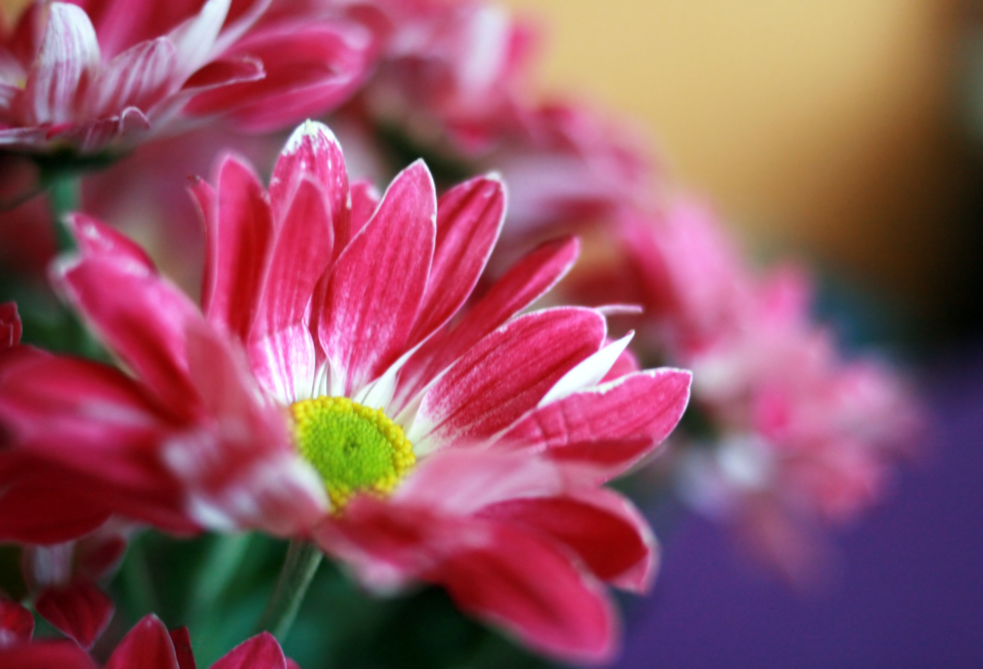 Download Nature Flower HD Wallpaper