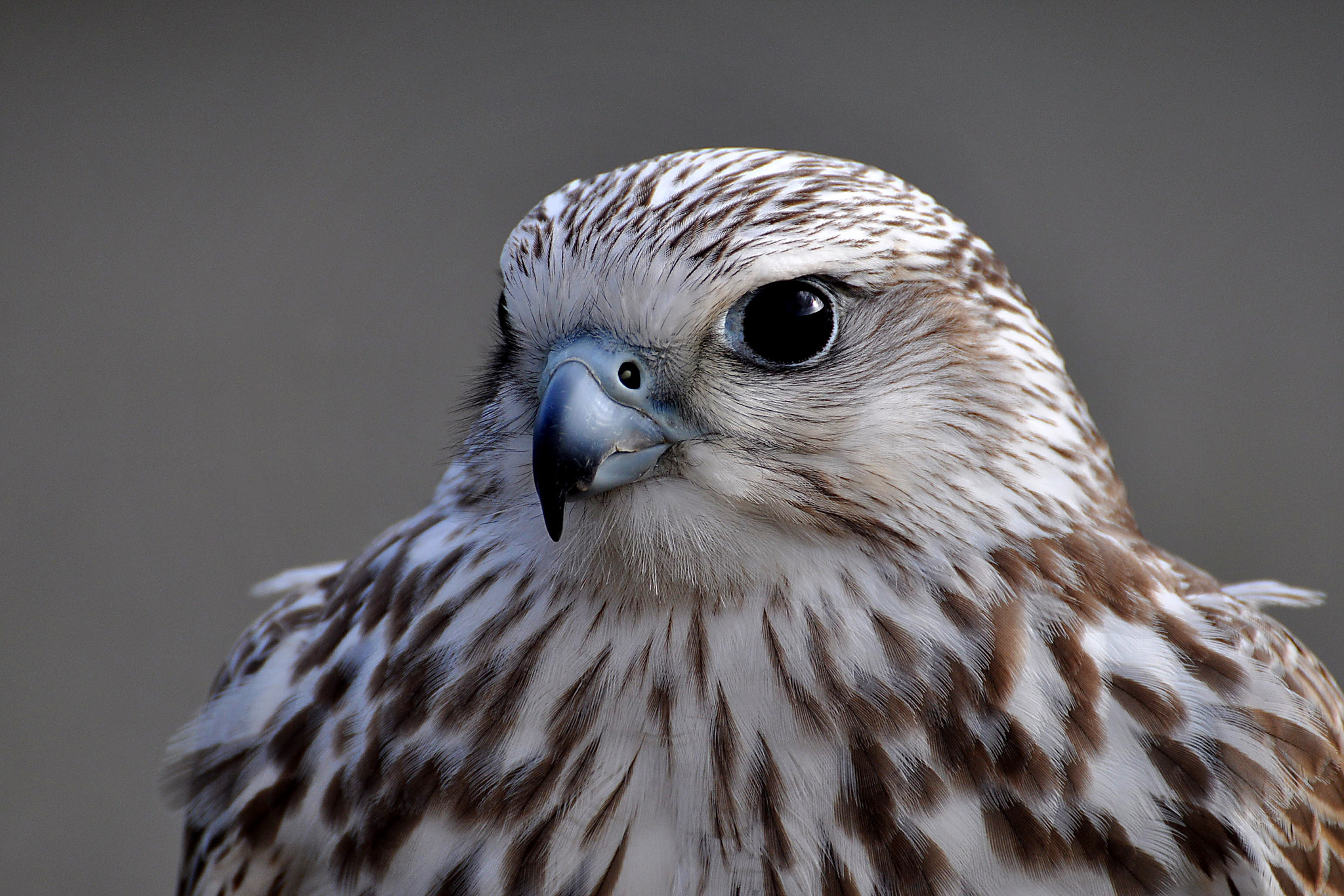Majestic Falcon HD Wallpaper – Stunning Bird of Prey Close-Up