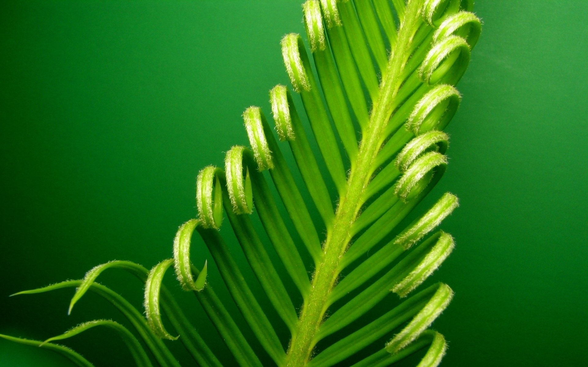 HD Nature Fern: Vibrant Green Serenity