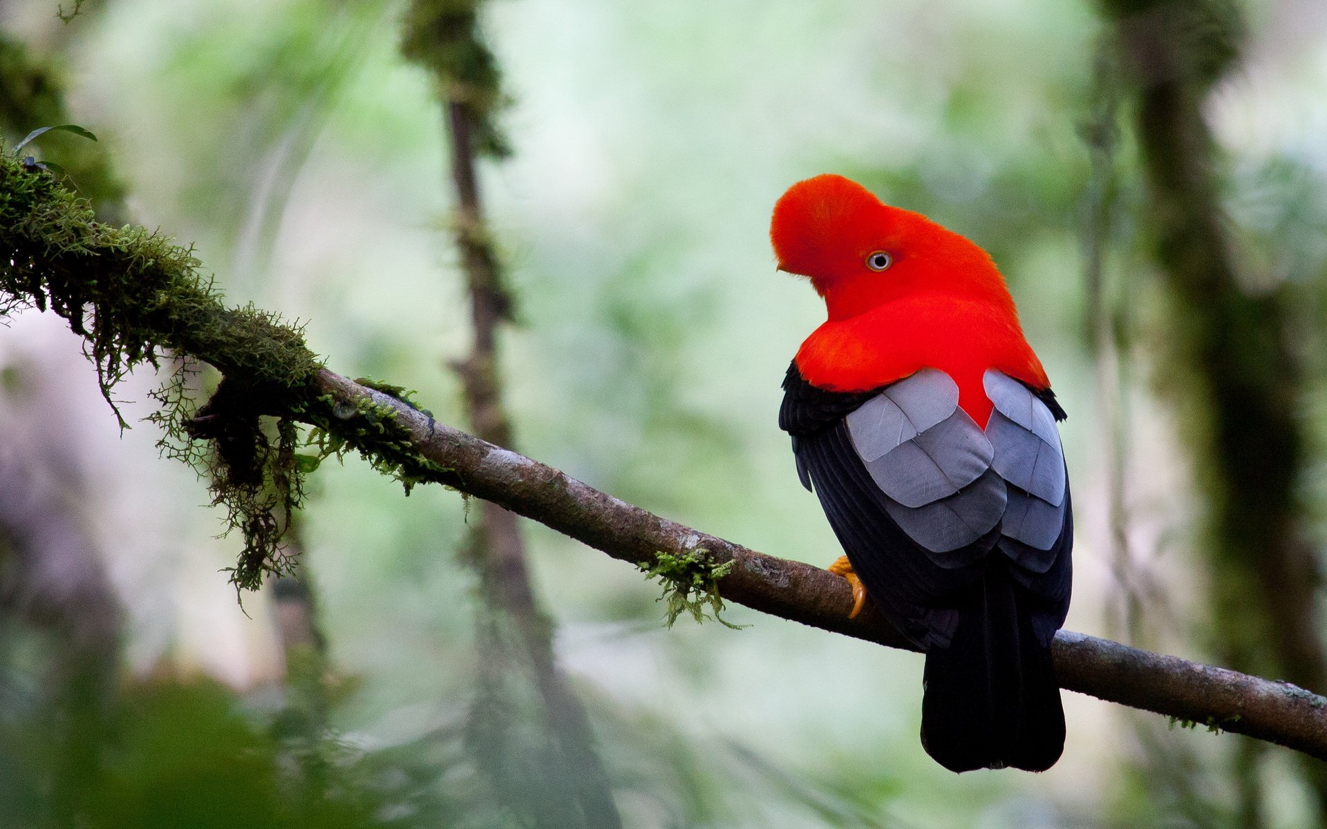 Vibrant Bird: Stunning HD Wallpaper of Nature | 1920x1200 | Wallpaper Abyss