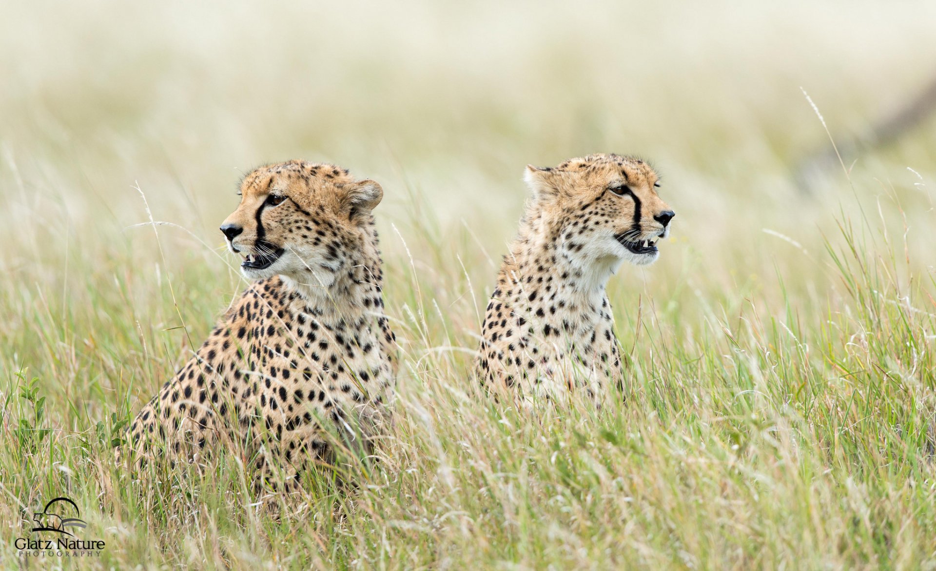 Majestic Cheetahs in the Wild - HD Animal Wallpaper | 2048x1249 ...