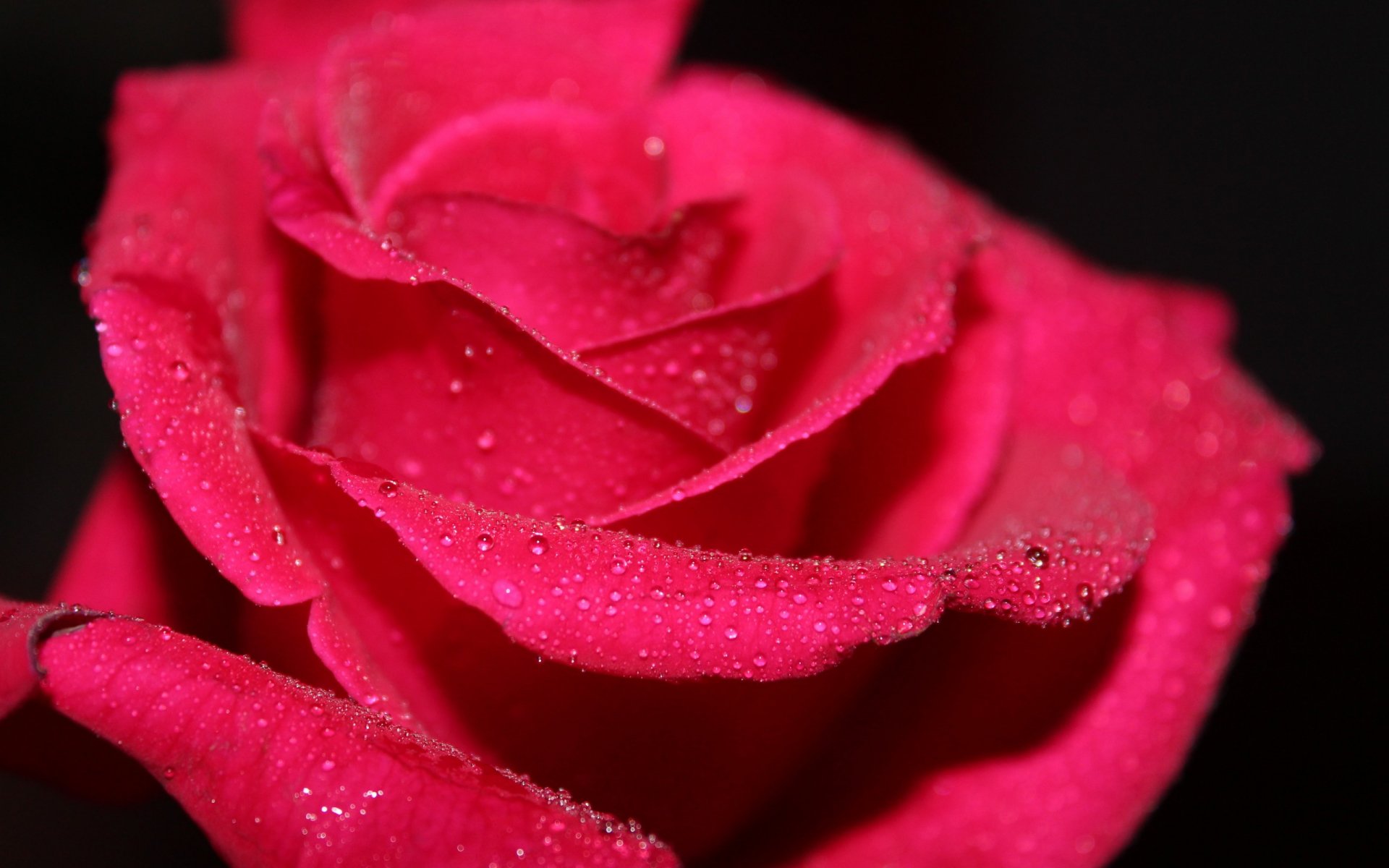 Download Nature Rose HD Wallpaper