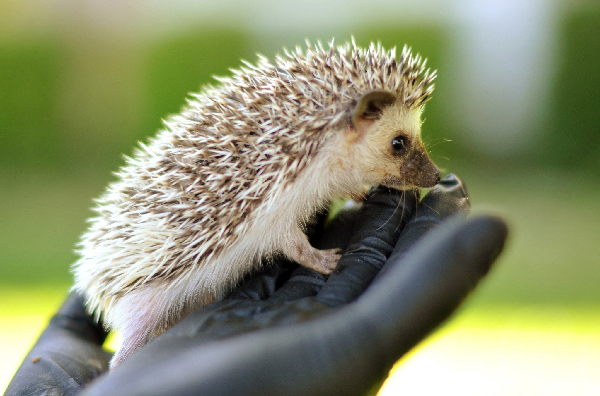 Download Animal Hedgehog HD Wallpaper