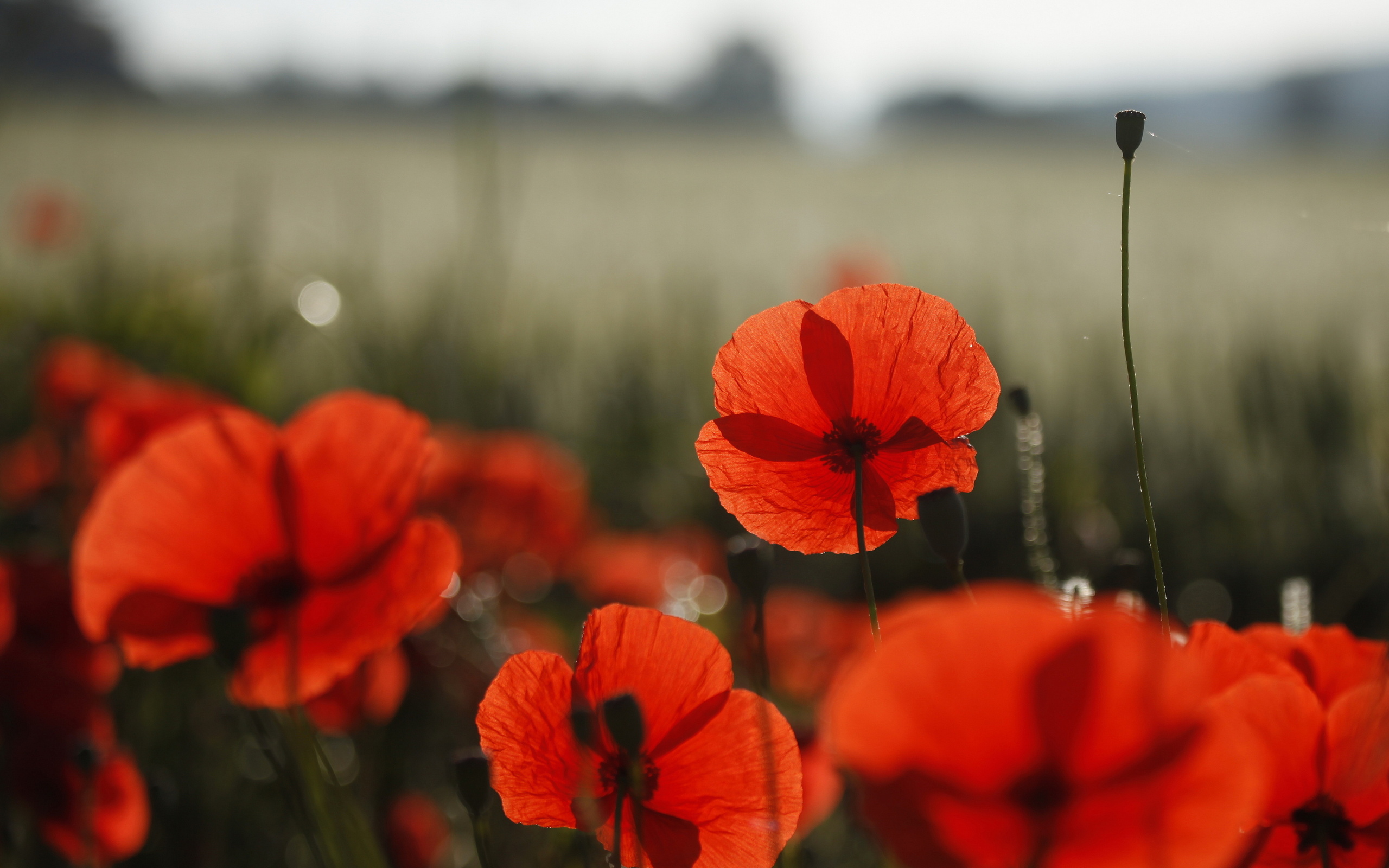 Download Nature Poppy HD Wallpaper