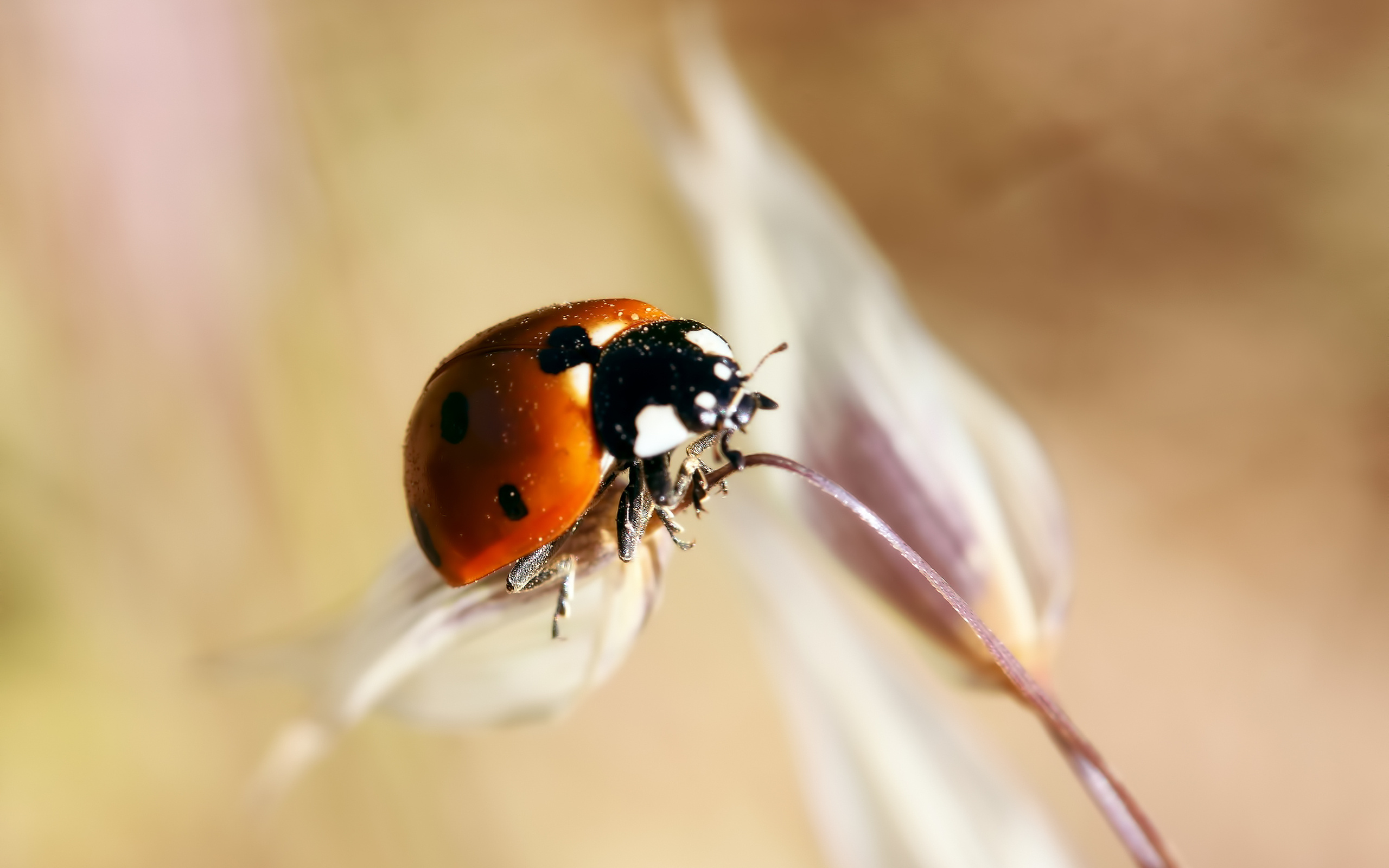 Download Animal Ladybug HD Wallpaper