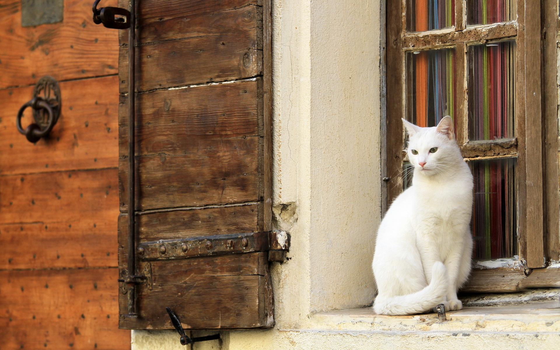 Serene White Cat by Rustic Window – HD Animal Wallpaper