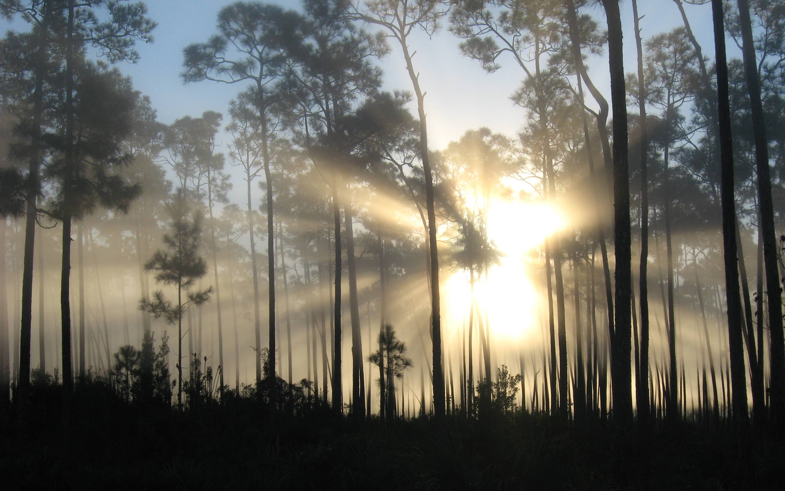 Download Nature Sunbeam HD Wallpaper