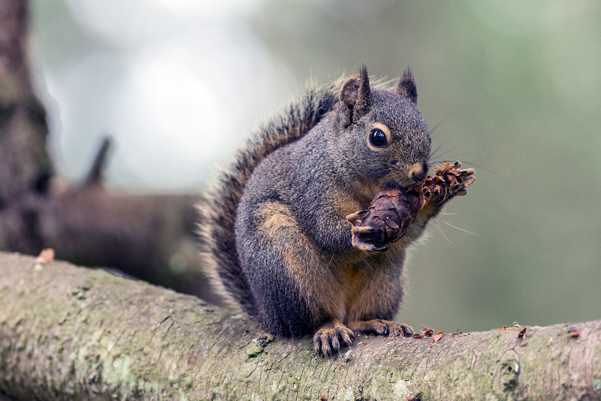 Download Animal Squirrel HD Wallpaper