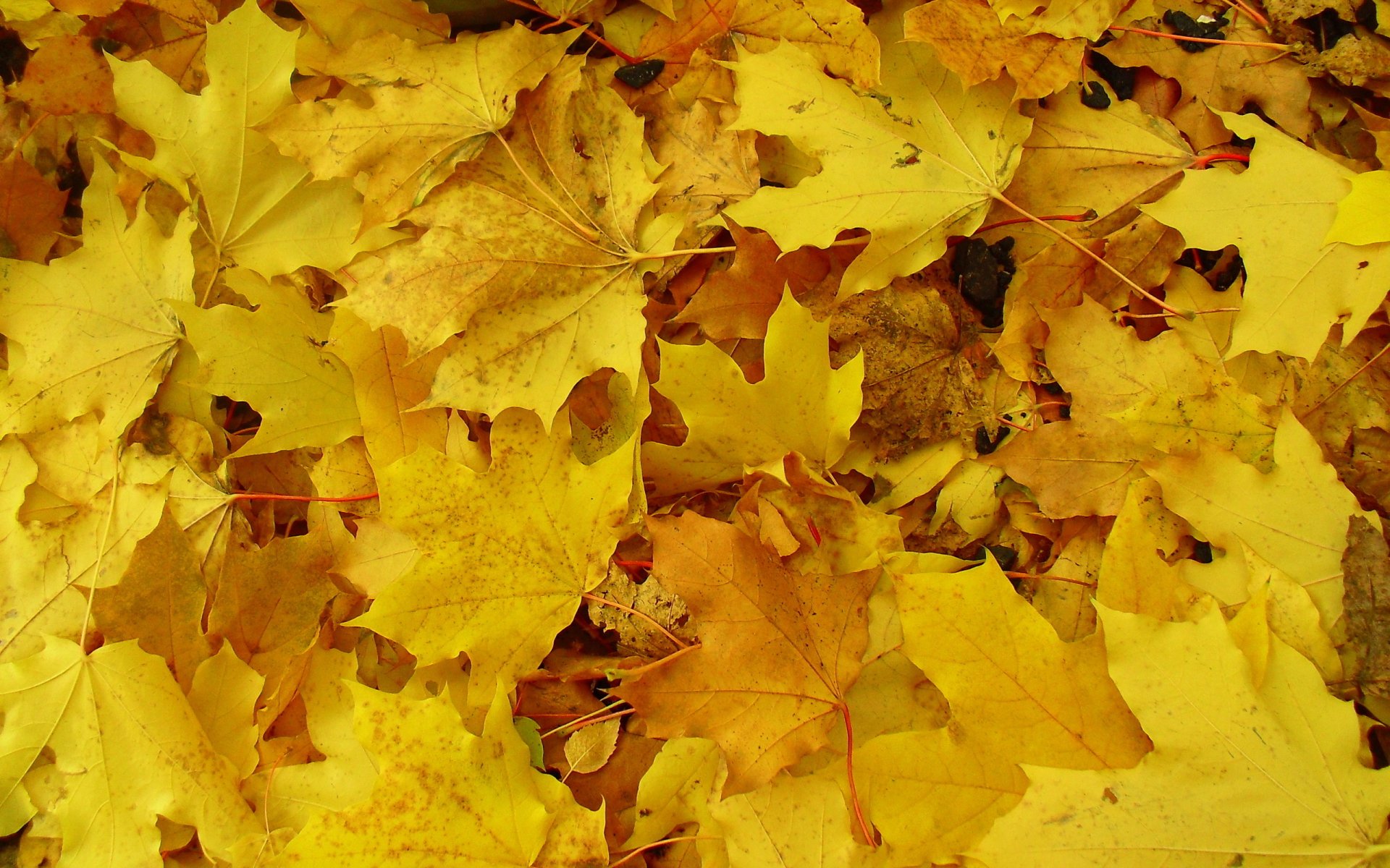 Golden Autumn Leaves HD Wallpaper – Nature’s Vibrant Canvas | 2560x1600 ...
